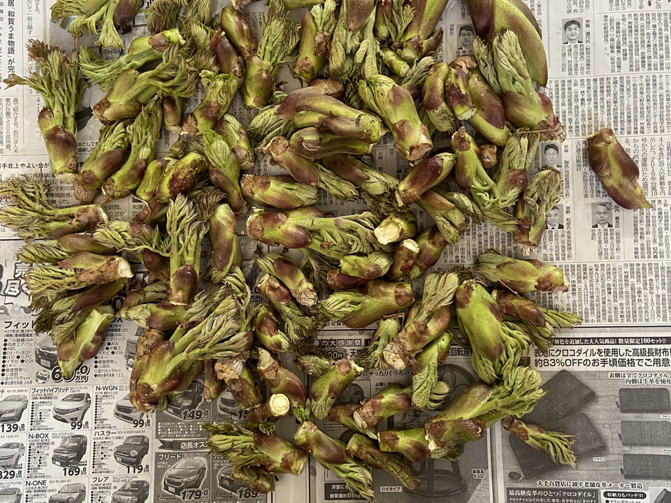数量限定 先行予約開始山菜の王様女王様タラの芽 コシアブラ 王室セット 雫石町産 天然こしあぶらたらの芽 100200300g