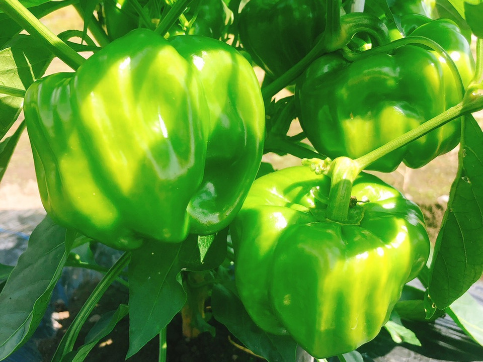 新潟の伝統野菜 神楽南蛮 かぐらなんばん 約1kg新潟県産のその他唐辛子食べチョク産地直送 産直 お取り寄せ通販 農家漁師から旬