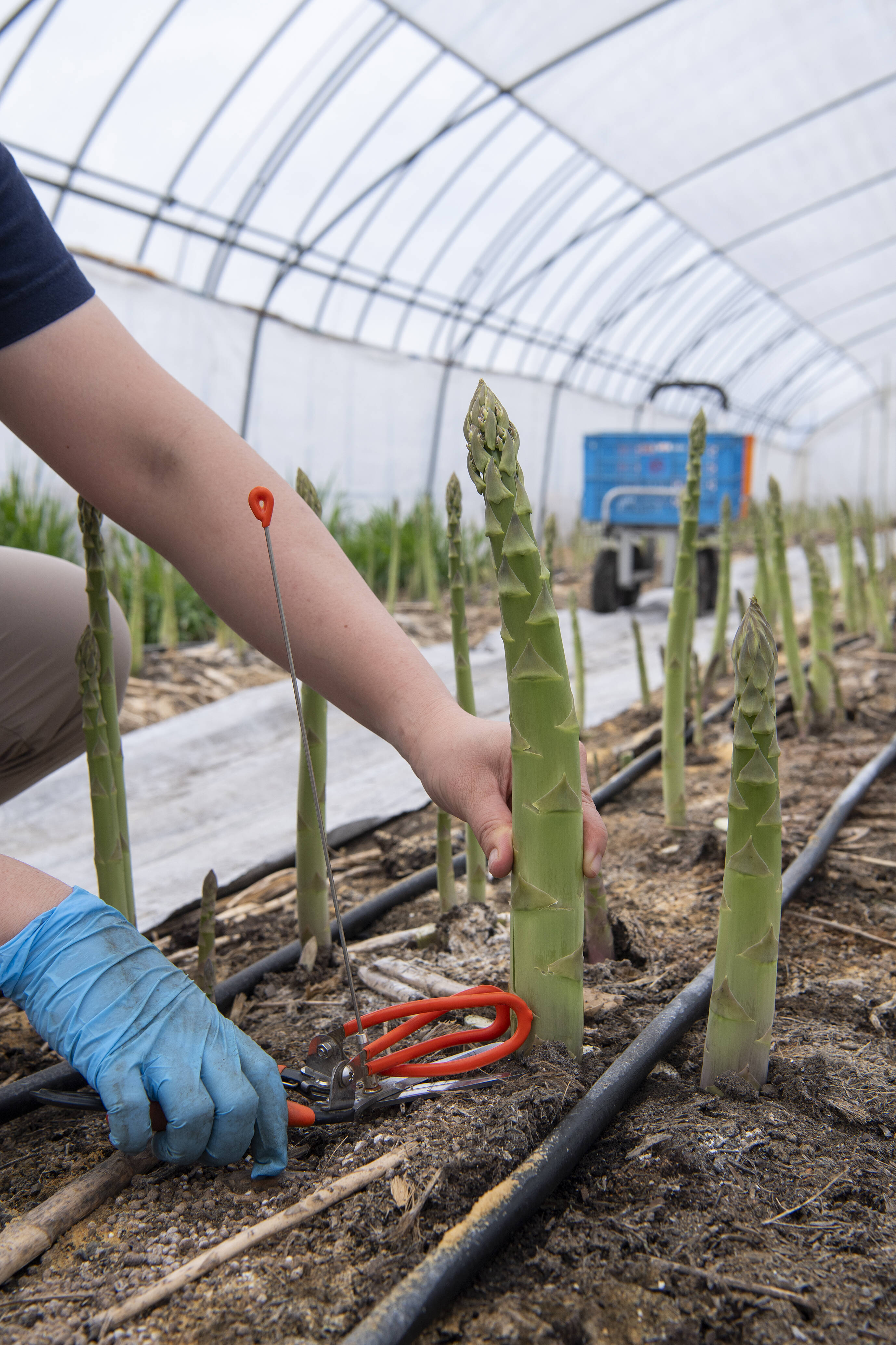 【北海道 上富良野産】極太グリーンアスパラガス 4L以上 900g【春芽】しまねずみファームのフラノラルムスーパー！：北海道産のその他アスパラガス｜食べチョク｜産地直送(産直)お取り寄せ通販 ...