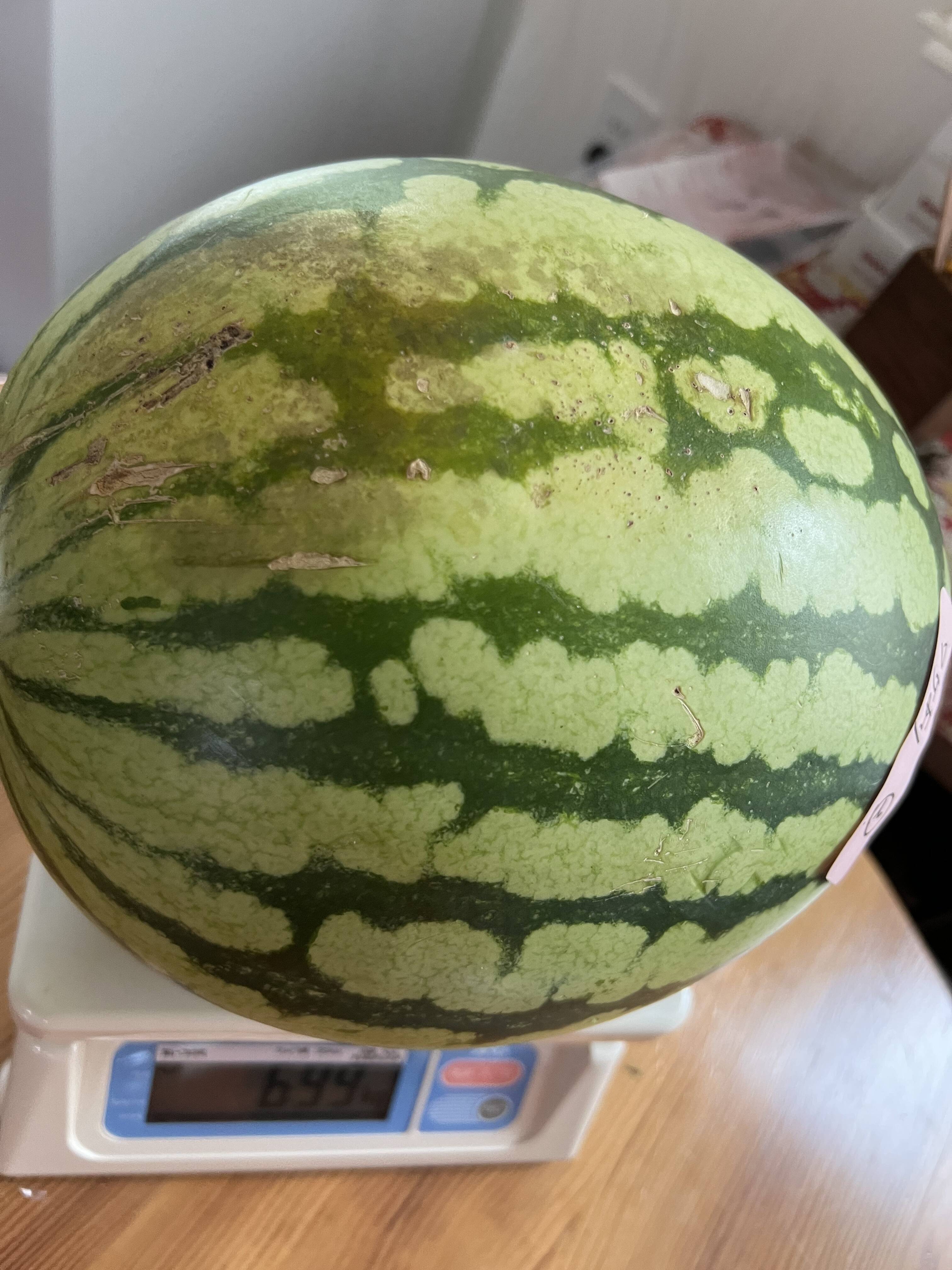 訳あり黄色いスイカ金色羅皇2.5kg-3.5kg2個：兵庫県産の金色羅皇｜食べチョク｜産地直送(産直)お取り寄せ通販 - 農家・漁師から旬の食材を直送