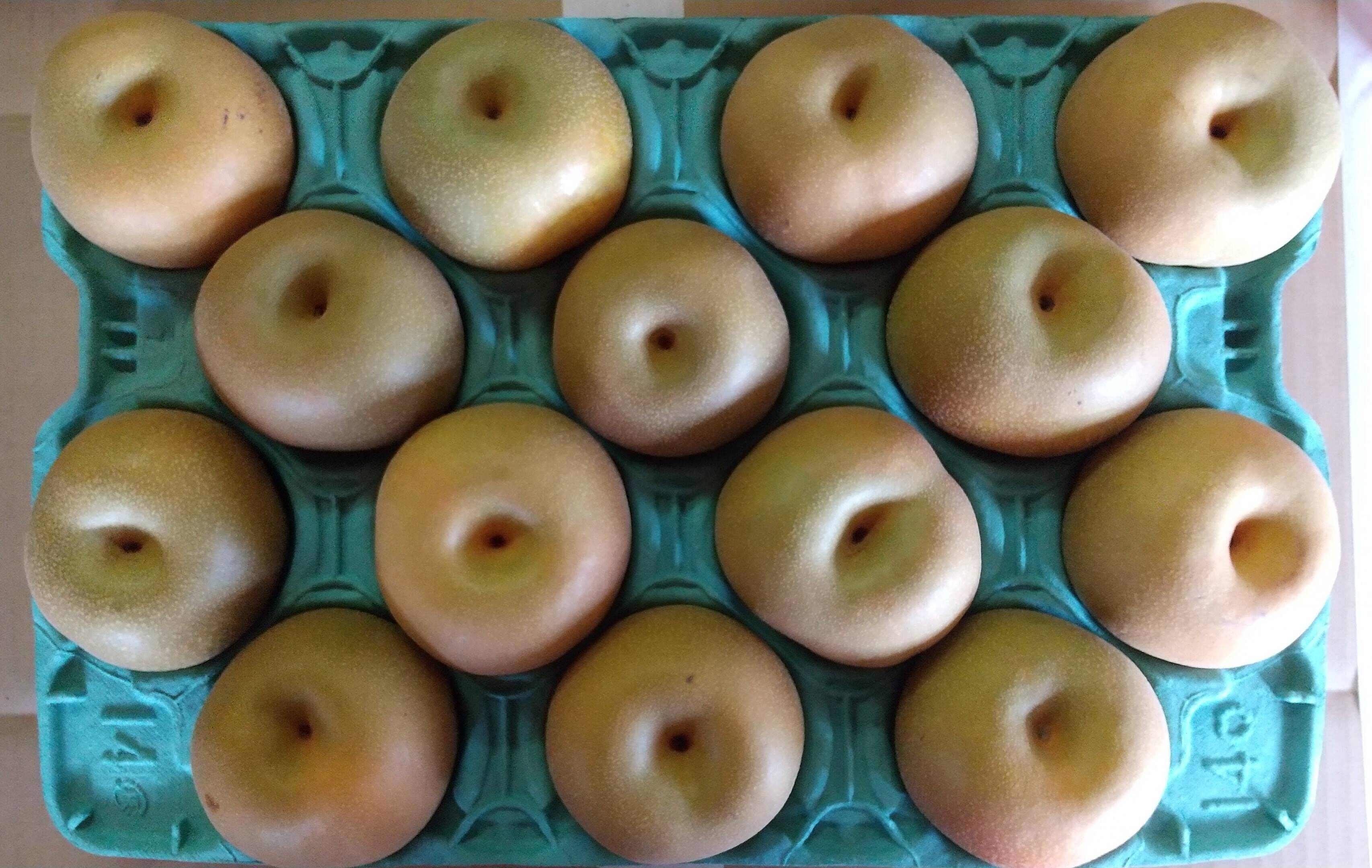 【贈答用にも 】幸水 5kg 3Lサイズ(14玉入)：千葉県産の幸水｜食べチョク｜産地直送(産直)お取り寄せ通販 - 農家・漁師から旬の食材を直送