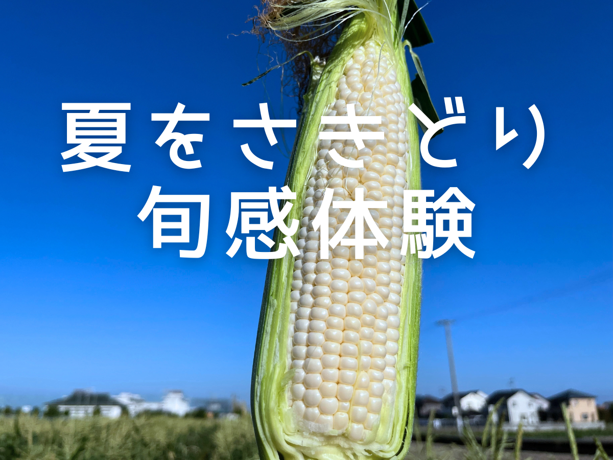 🚚ホワイトコーン明日より発送開始🚚｜食べチョク｜産地直送(産直)お取り寄せ通販 - 農家・漁師から旬の食材を直送