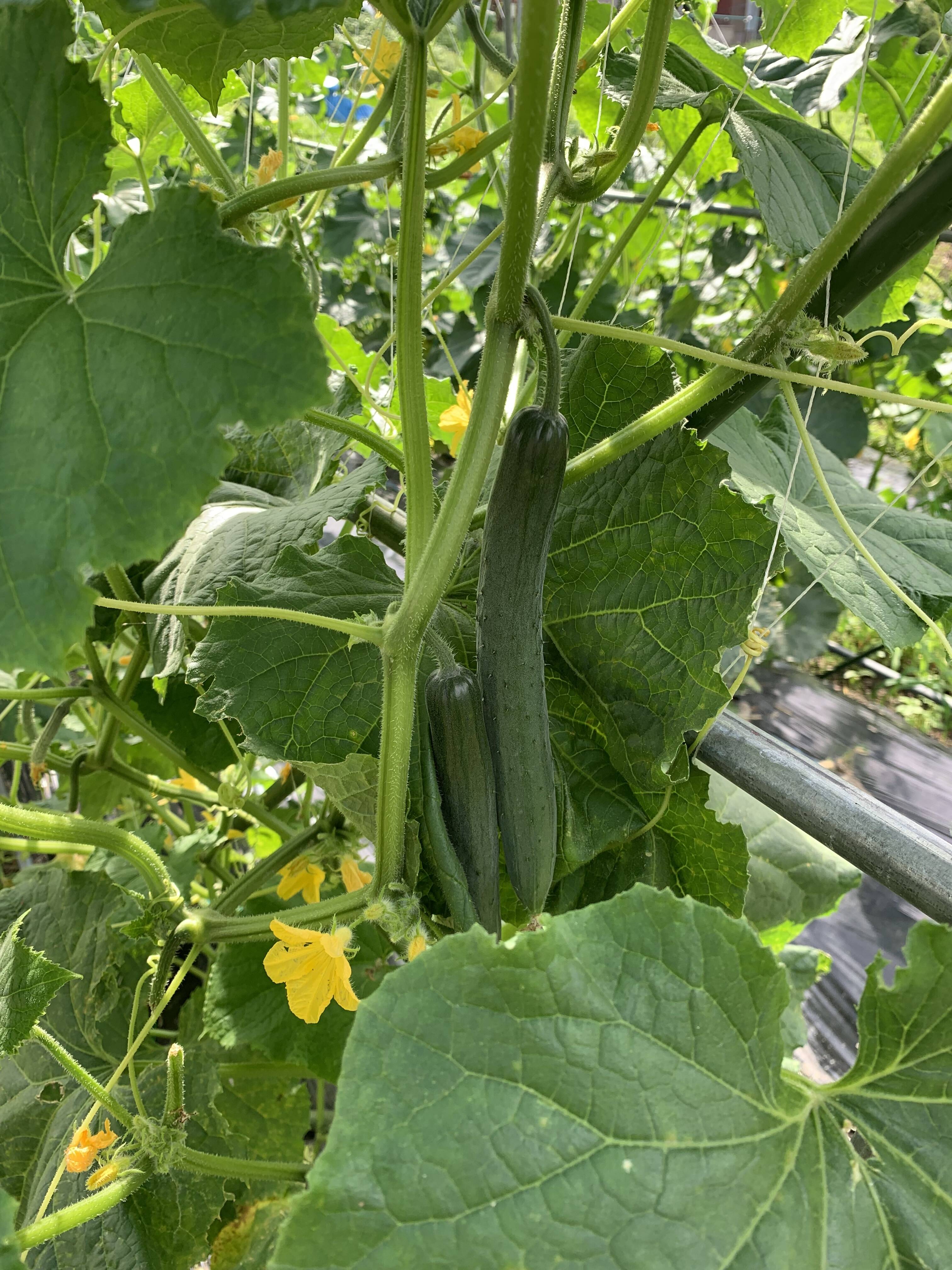 おまけつき！朝どれ新鮮！甘うまきゅうり＜農薬化学肥料動物性堆肥不使用＞：奈良県産の品種おまかせ｜食べチョク｜産地直送(産直)お取り寄せ通販 - 農家・漁師から旬の食材を直送