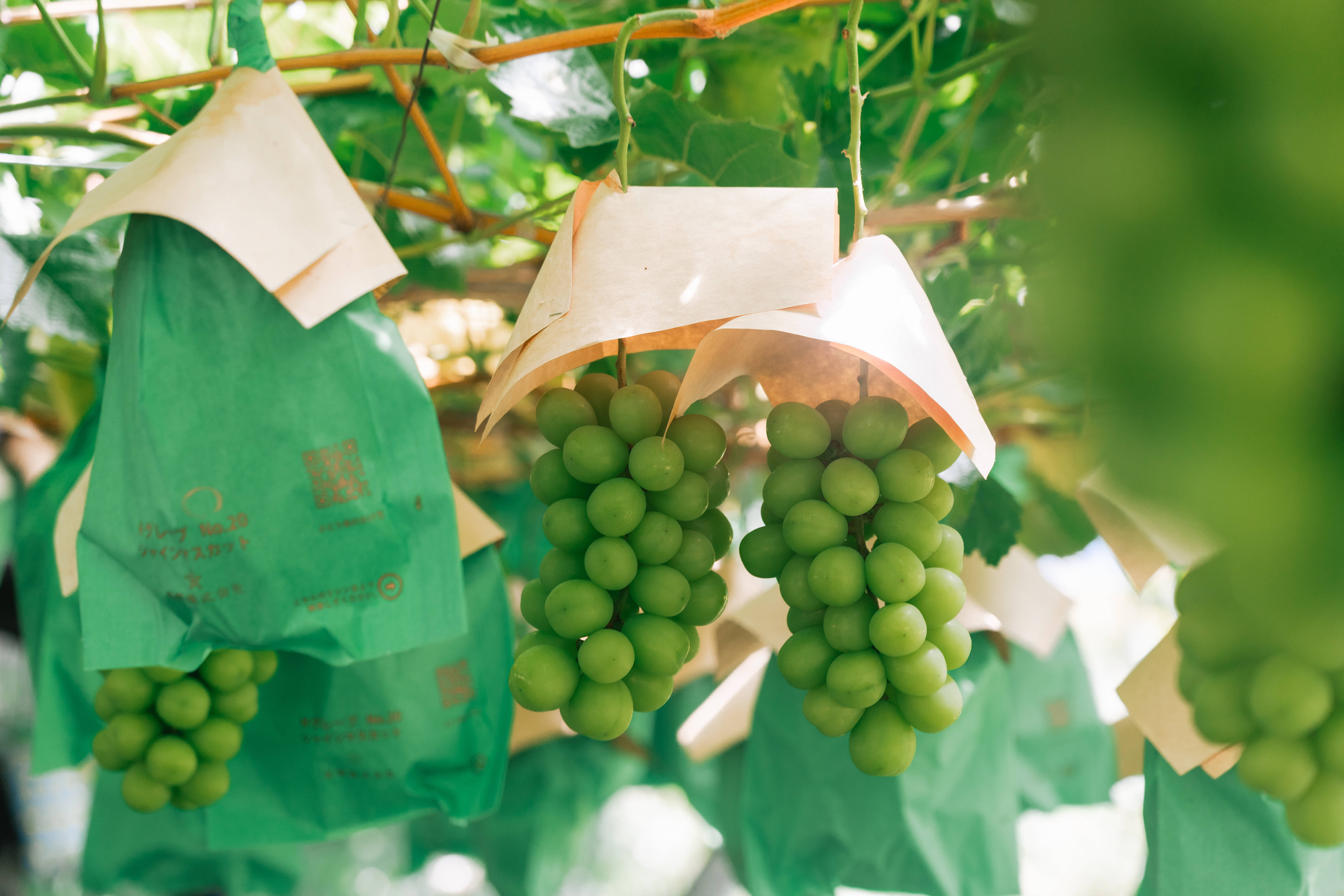 oboco grapesへのレビュー・商品：山形県｜食べチョク｜産地直送(産直)お取り寄せ通販 - 農家・漁師から旬の食材を直送