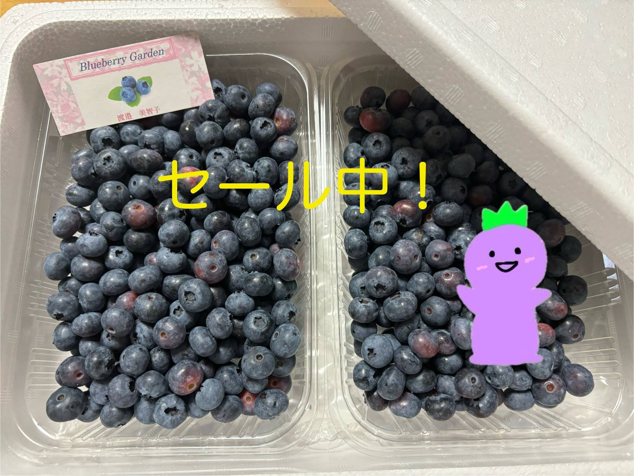 【ラストセール】【新鮮！】【増量中】朝摘みブルーベリーを夕方配送！1kg（500g×2p）：福島県産のブルーベリー｜食べチョク｜産地直送(産直)お取り寄せ通販 - 農家・漁師から旬の食材を直送