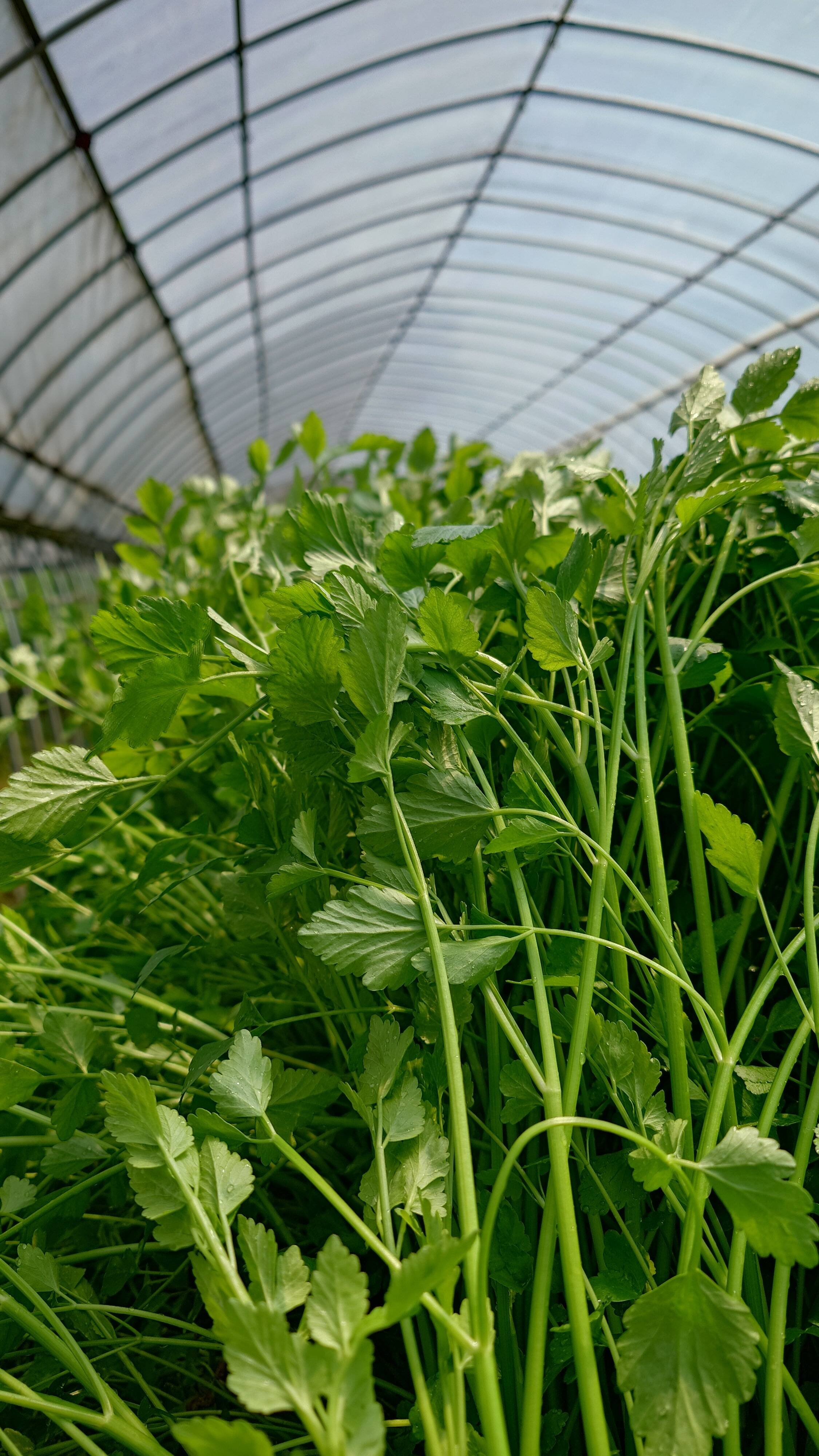 【養老山地】せり400g(80g×5束)：岐阜県産のその他茎野菜｜食べチョク｜産地直送(産直)お取り寄せ通販 - 農家・漁師から旬の食材を直送
