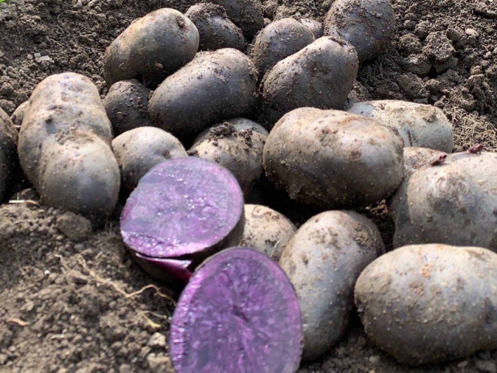 【紫の貴婦人「ノーブルシャドー」】4kg(土付き) 兵庫県香美町産：兵庫県産のその他じゃがいも｜食べチョク｜産地直送(産直)お取り寄せ通販 ...