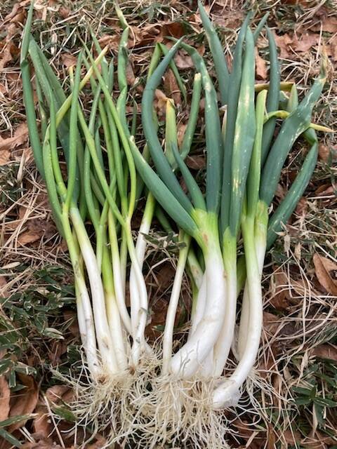 突き抜ける香りと風味!棚田白ネギ 農薬使わずこだわり有機質肥料で育てた棚田白葱!これぞねぎ!固定種:滋賀県産のねぎ|食べチョク|産地直送 産直