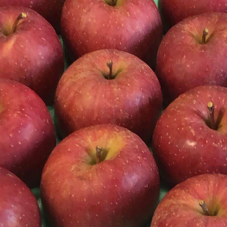 【訳あり】シナノスイート 家庭用約2.7Kg 青森県産 数量限定：青森県産の果物｜食べチョク｜産地直送(産直)お取り寄せ通販 - 農家・漁師から旬の食材を直送