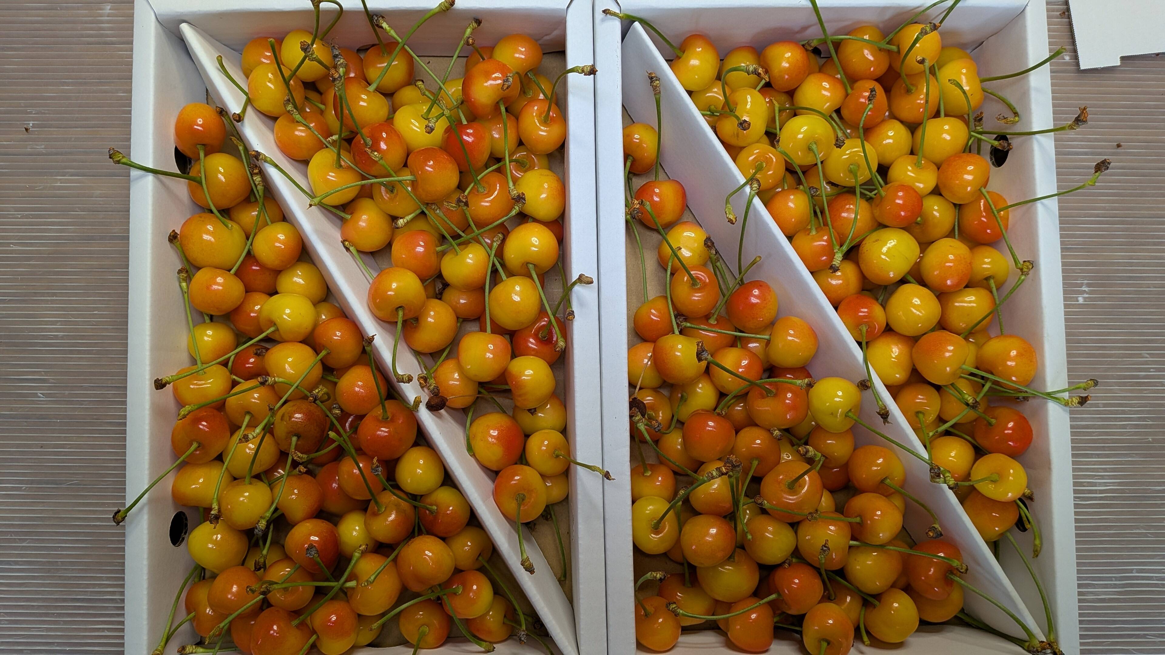 さくらんぼ紅秀峰加工原料1.4kg：山形県産の紅秀峰｜食べチョク｜産地直送(産直)お取り寄せ通販 - 農家・漁師から旬の食材を直送