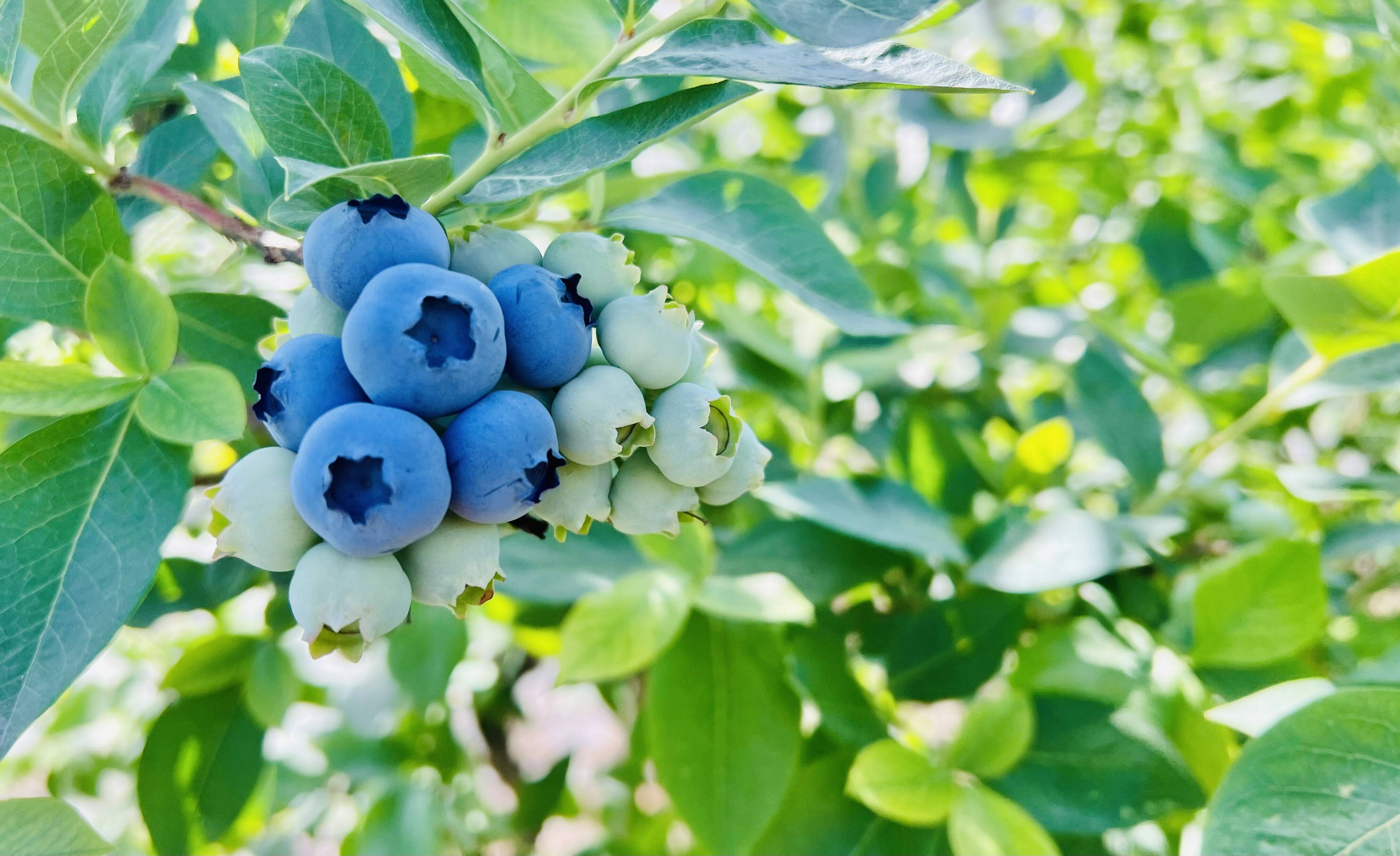 【7月発送】お買い得！完熟ブルーベリー 中玉サイズ 750g(150g小箱×5)：岩手県産のブルーベリー｜食べチョク｜産地直送(産直)お取り寄せ通販 - 農家・漁師から旬の食材を直送