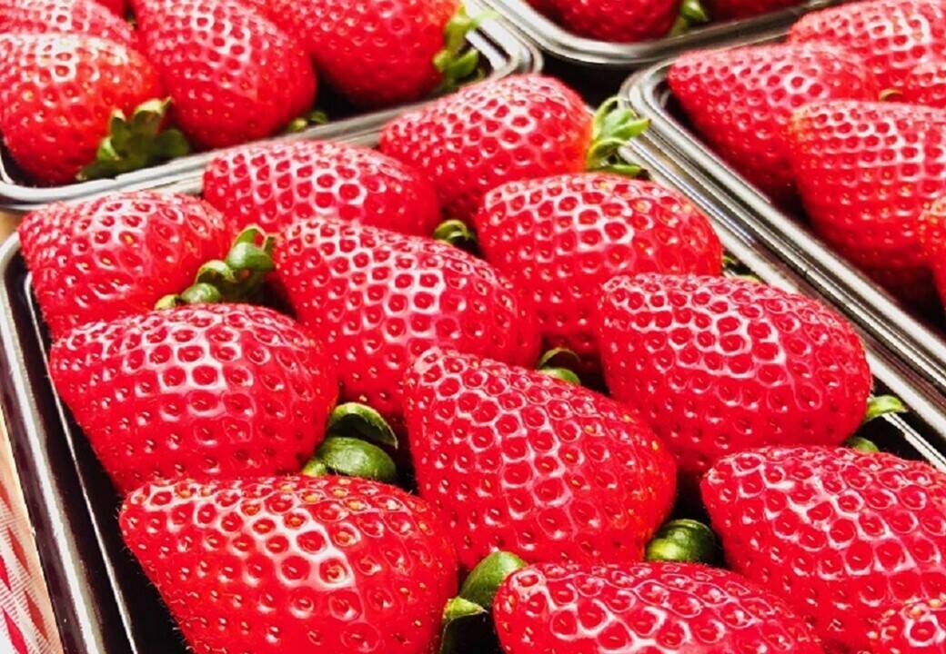 あまりん 食べチョクいちご博「金賞」2パック 500グラム 16粒～30粒：埼玉県産のあまりん｜食べチョク｜産地直送産直お取り寄せ通販 農家・漁師から旬の食材を直送 