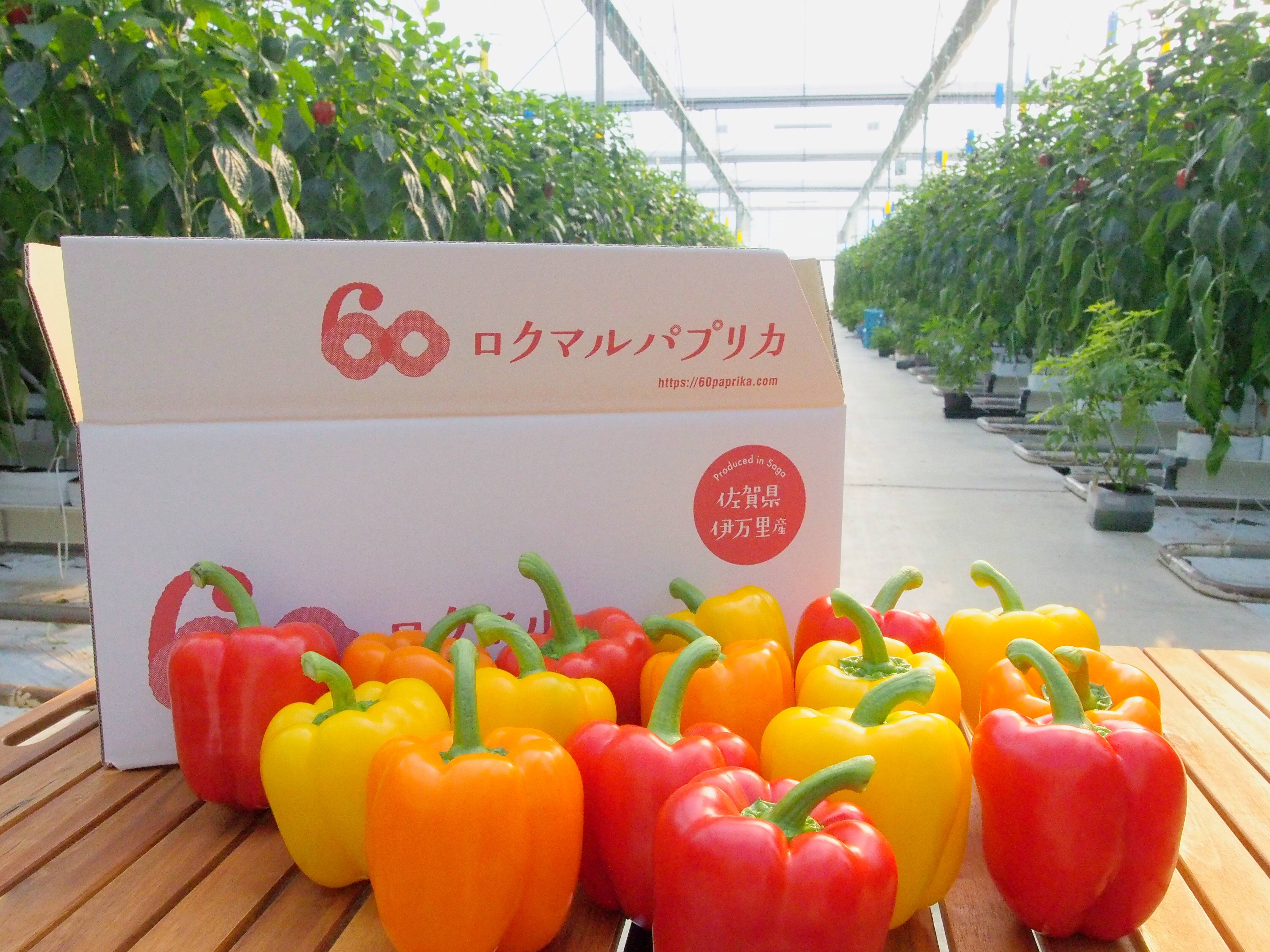 甘く、厚く、みずみずしい！国産完熟パプリカ mix Lサイズ：佐賀県産のパプリカ｜食べチョク｜産地直送(産直)お取り寄せ通販 - 農家・漁師 ...