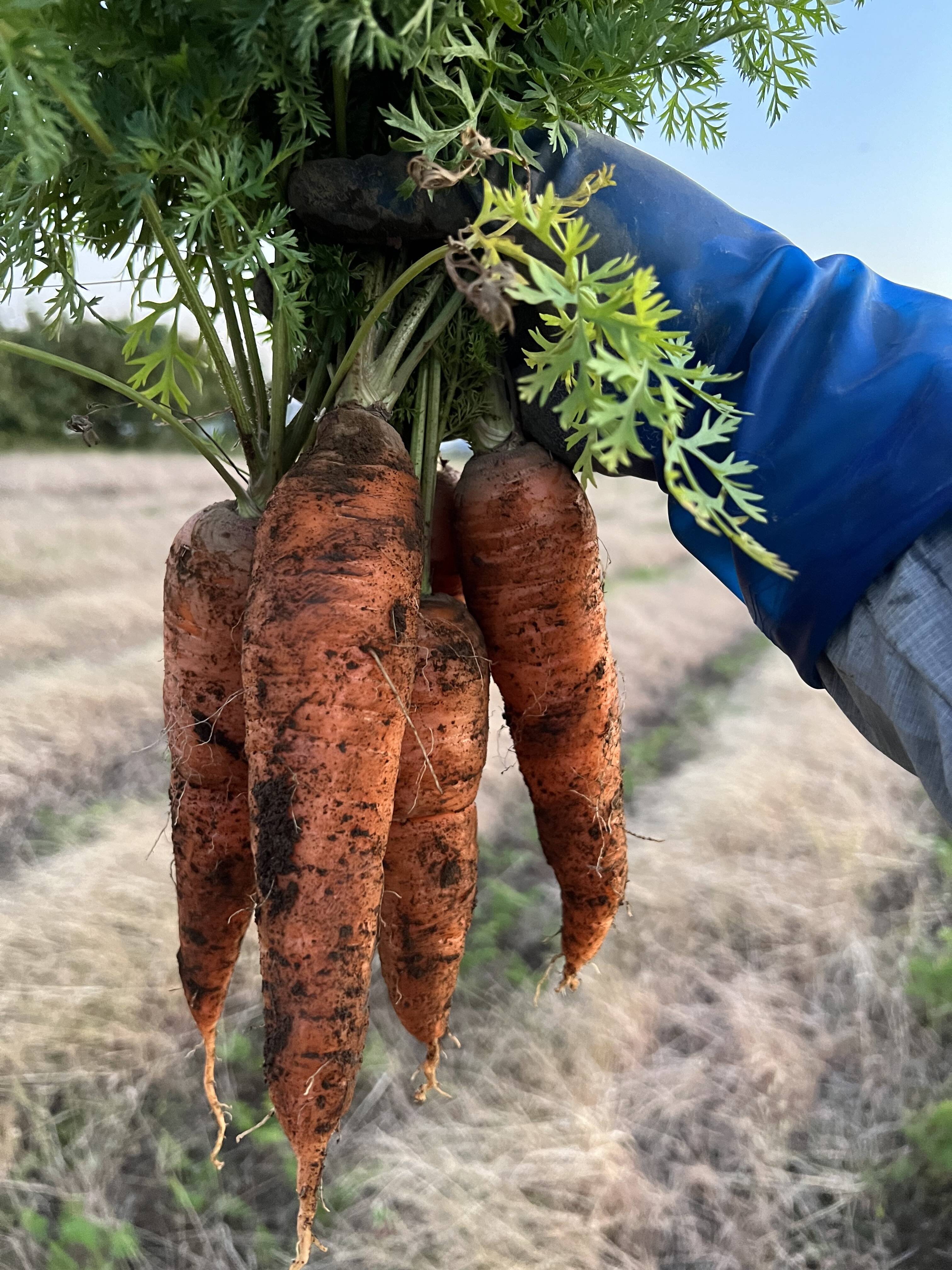 【有機JAS】【3kg】あまい！オーガニック人参：埼玉県産のその他にんじん｜食べチョク｜産地直送(産直)お取り寄せ通販 - 農家・漁師から旬の食材を直送