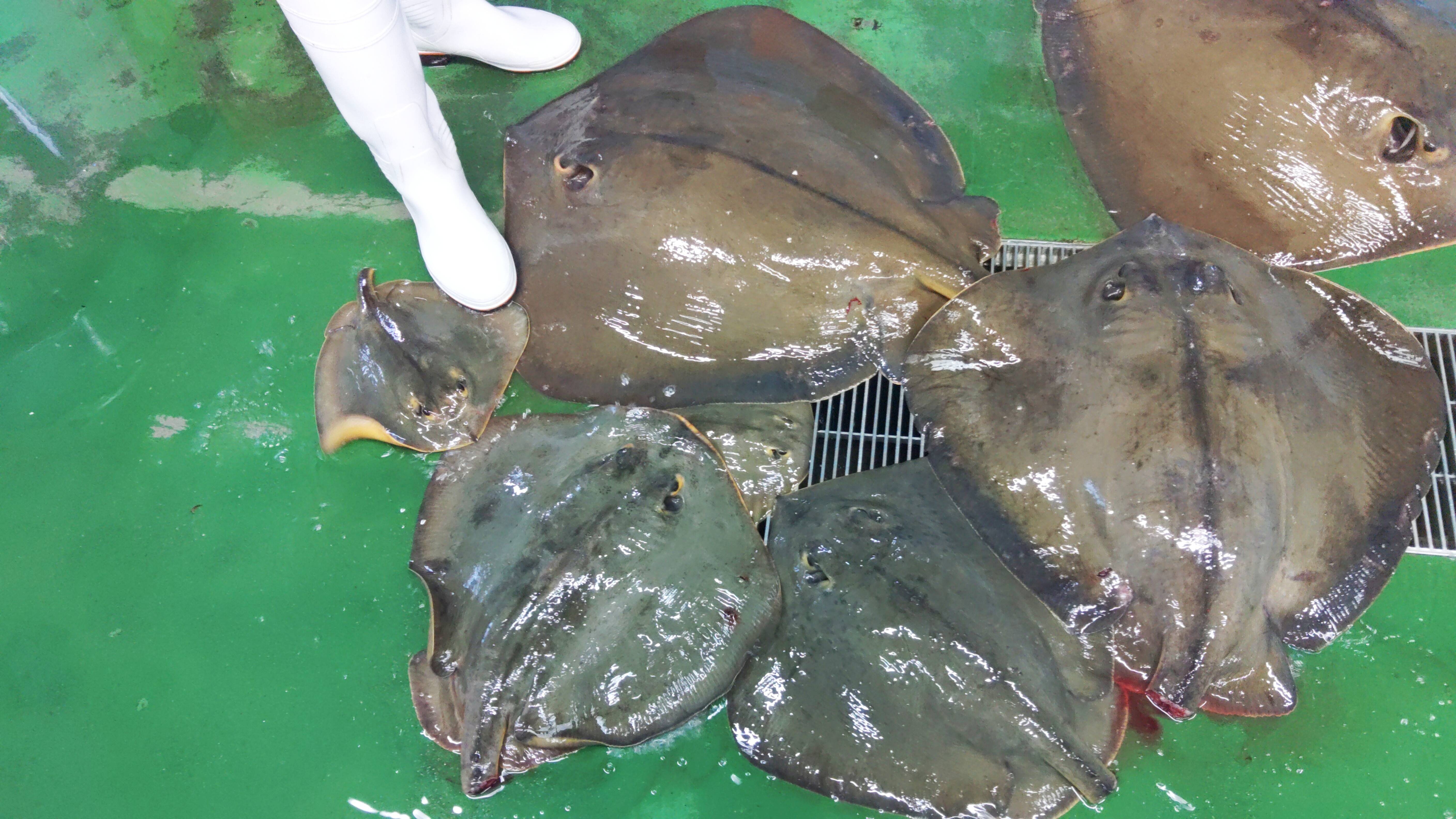 生アカエイ丸ごと一匹【新商品のため値引き中】小サイズ（目安1.5kg～4kgの不定貫）エイ料理に【唐揚げに】【煮付けに】【刺身に】【天ぷらに】【ガーリックバターソテーに】未利用魚 低利用魚 ...