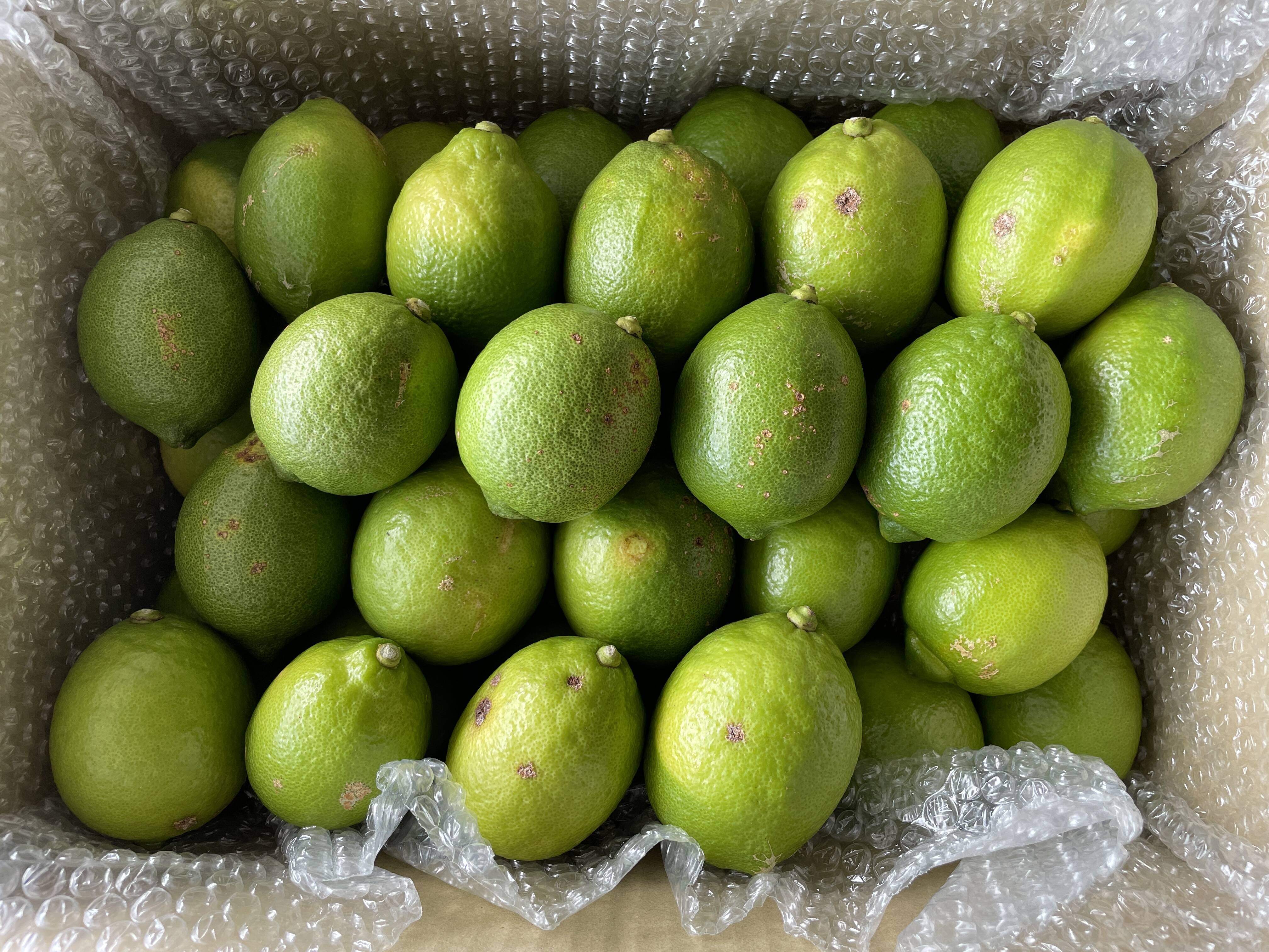 〔無等級良品〕 グリーン『ATAMI de LEMON®』5Kg -爽やか芳醇- 品種お任せ：静岡県産のみかん・柑橘類｜食べチョク｜産地直送 ...