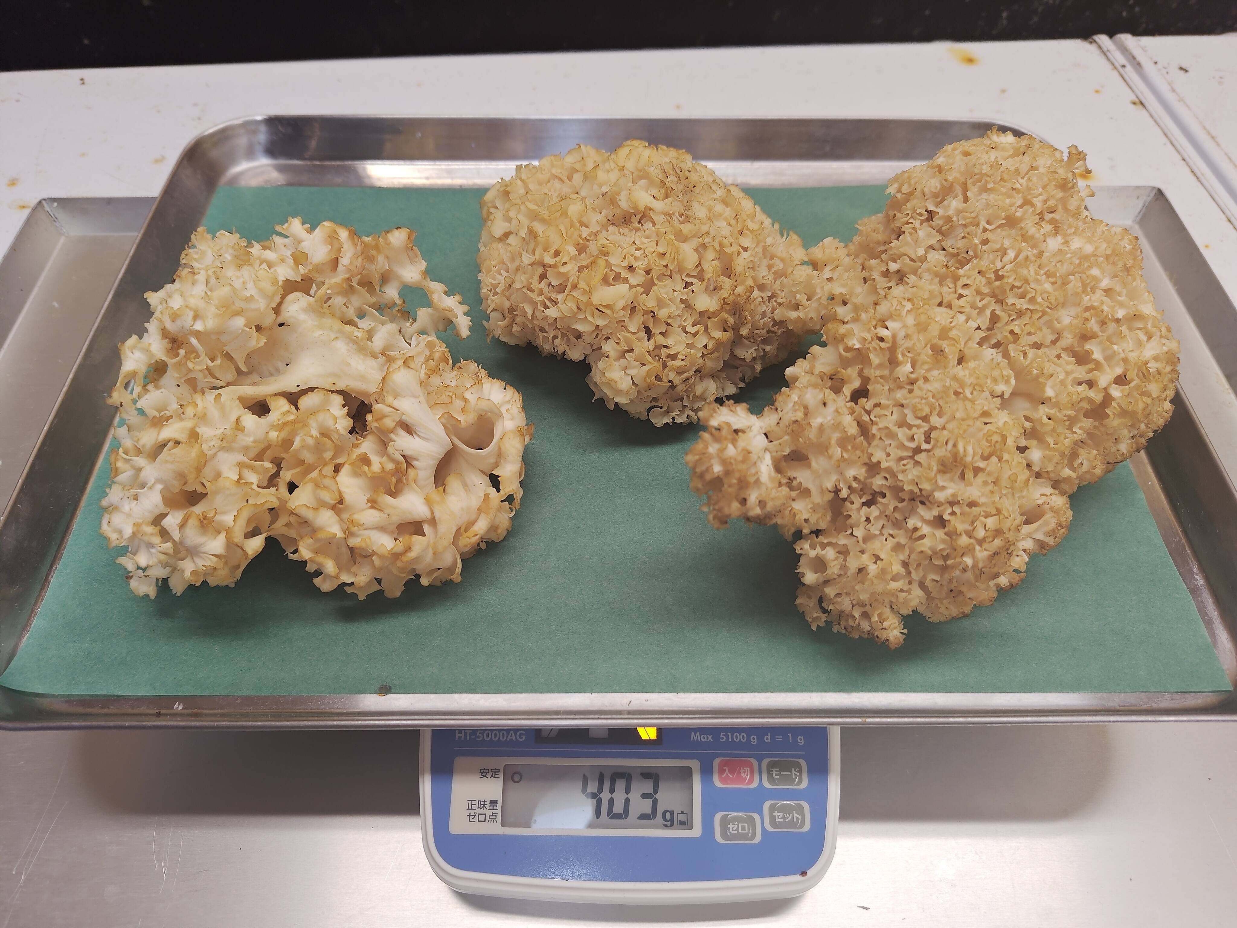 【天然茸】ハナビラタケ 濃厚な旨みと香り 403g 8/10採取：鳥取県産のハナビラタケ｜食べチョク｜産地直送(産直)お取り寄せ通販 - 農家・漁師から旬の食材を直送