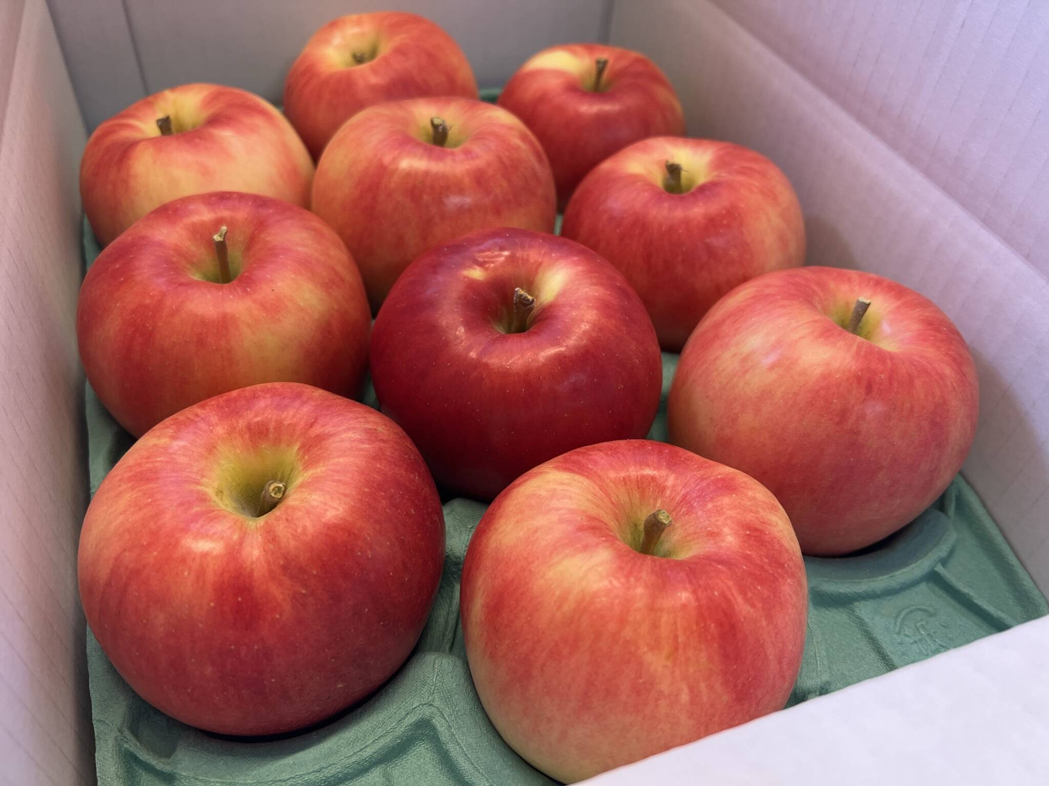 【予約販売】秋はさっぱり さんさ 約3kg(10～12個)：岩手県産のさんさ｜食べチョク｜産地直送(産直)お取り寄せ通販 - 農家・漁師から旬の食材を直送