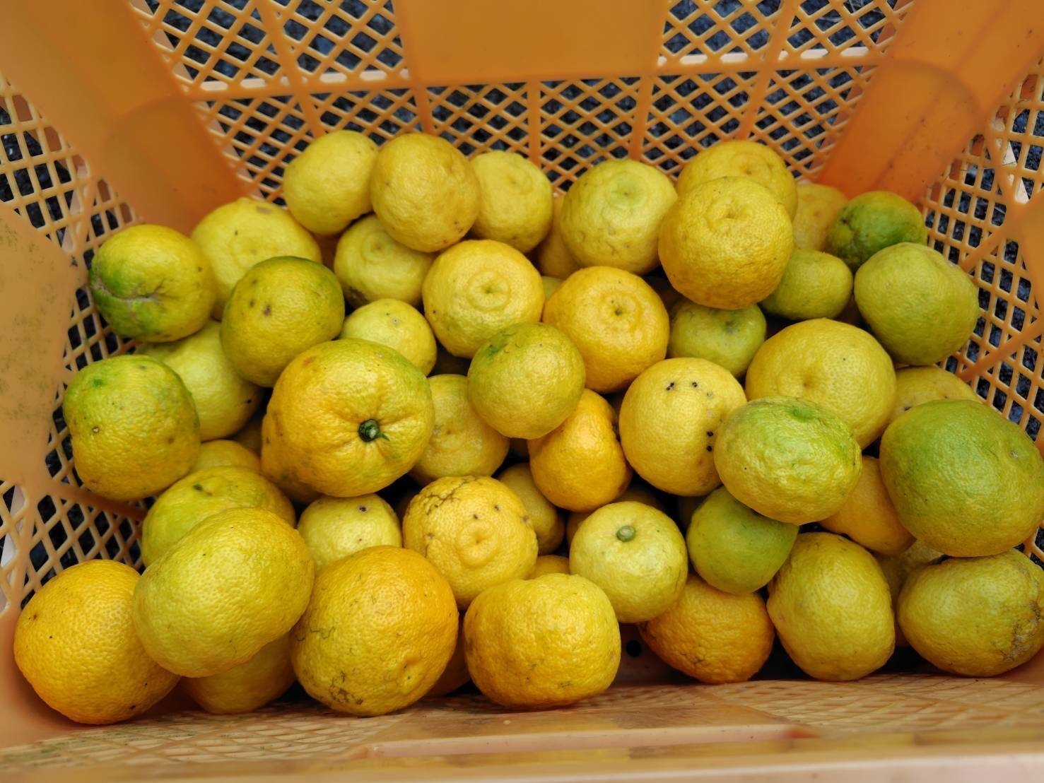 土佐のゆず 約1.5KG：高知県産のみかん・柑橘類｜食べチョク｜産地直送(産直)お取り寄せ通販 - 農家・漁師から旬の食材を直送