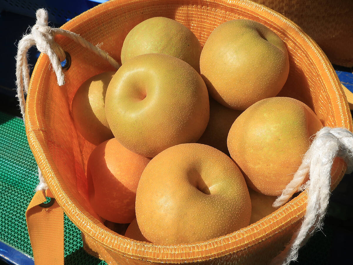 【農薬節減】もぎたて!! 梨 訳あり「幸水」5kg(10〜16玉) ご自宅用に!! 5キロ：宮城県産の幸水｜食べチョク｜産地直送(産直)お取り寄せ通販 - 農家・漁師から旬の食材を直送