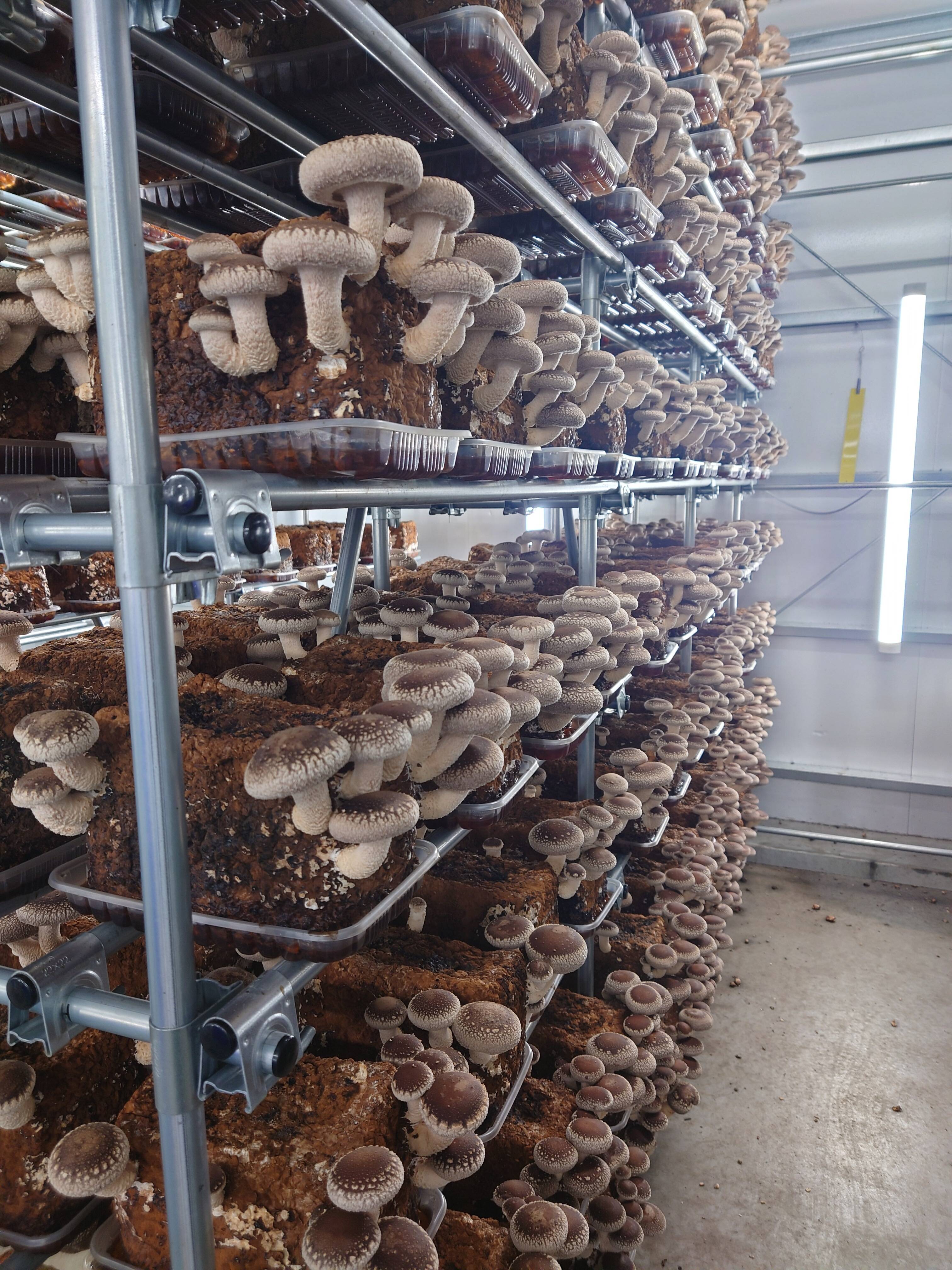 Takenonへのレビュー・商品：静岡県｜食べチョク｜産地直送(産直)お取り寄せ通販 - 農家・漁師から旬の食材を直送