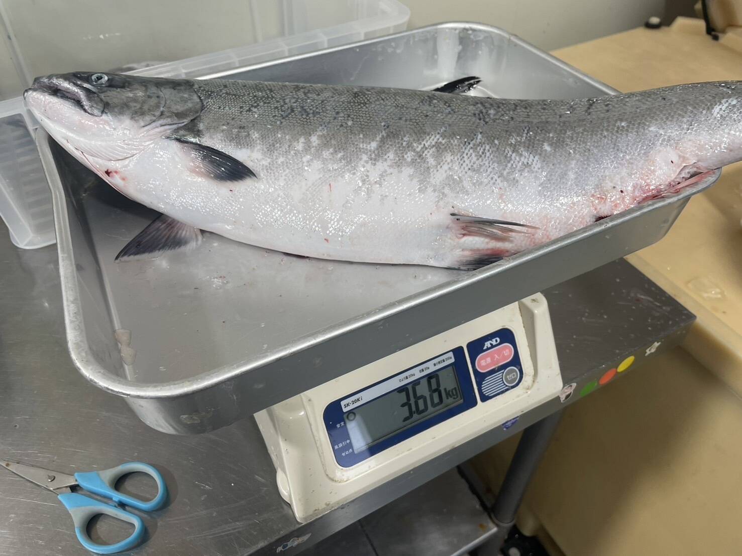 【訳あり特価】サクラマス 3.5kg前後 オマケ付き 野締め：北海道産のサクラマス｜食べチョク｜産地直送(産直)お取り寄せ通販 - 農家・漁師 ...