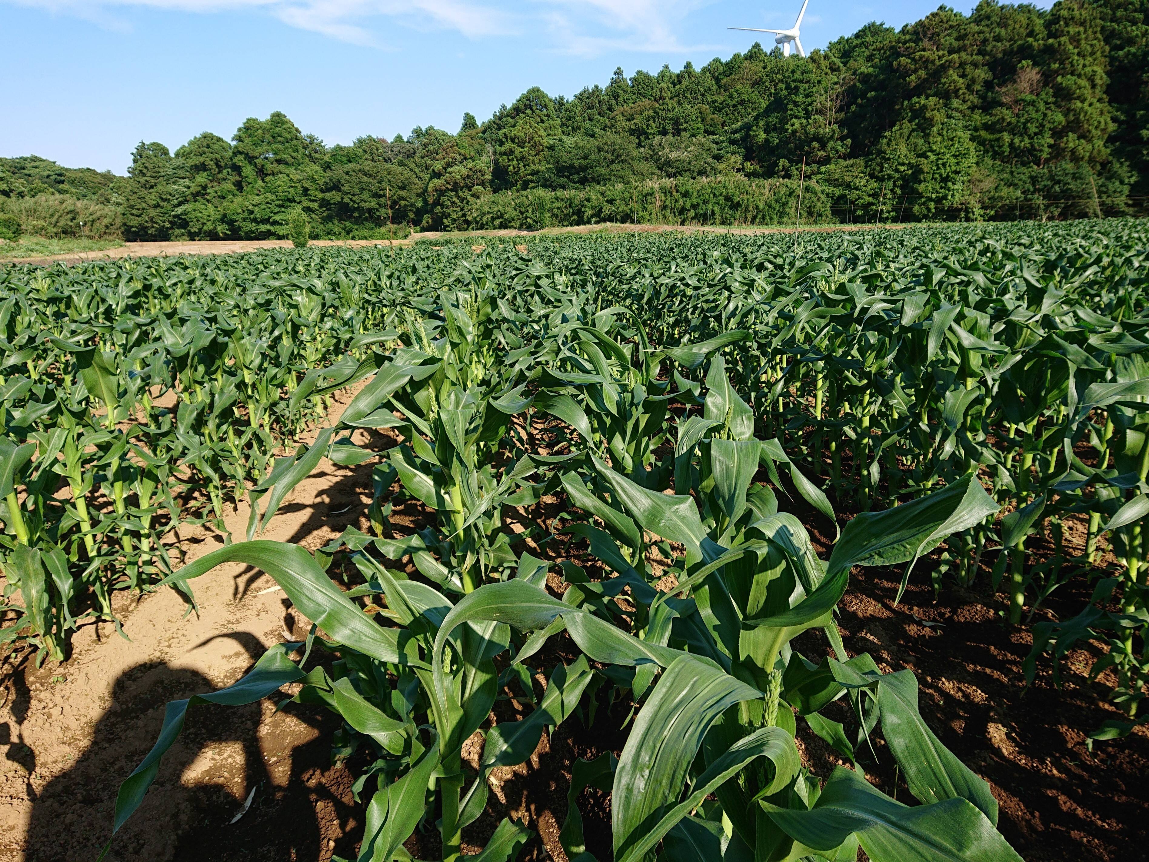 トウモロコシ 予約販売｜食べチョク｜産地直送(産直)お取り寄せ通販 - 農家・漁師から旬の食材を直送