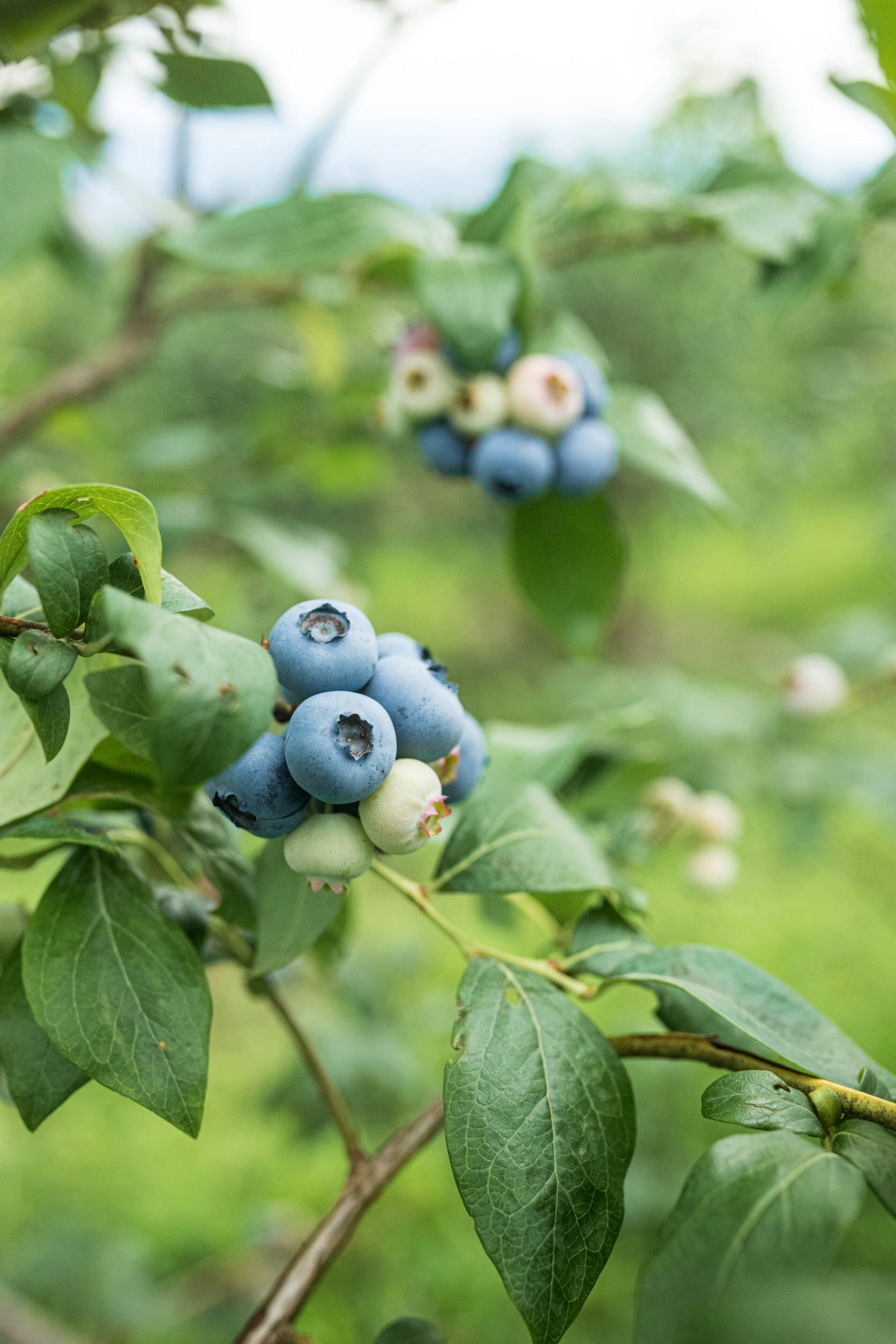 WING FARM - ウィングファームへのレビュー・商品：長野県｜食べチョク｜産地直送(産直)お取り寄せ通販 - 農家・漁師から旬の食材を直送