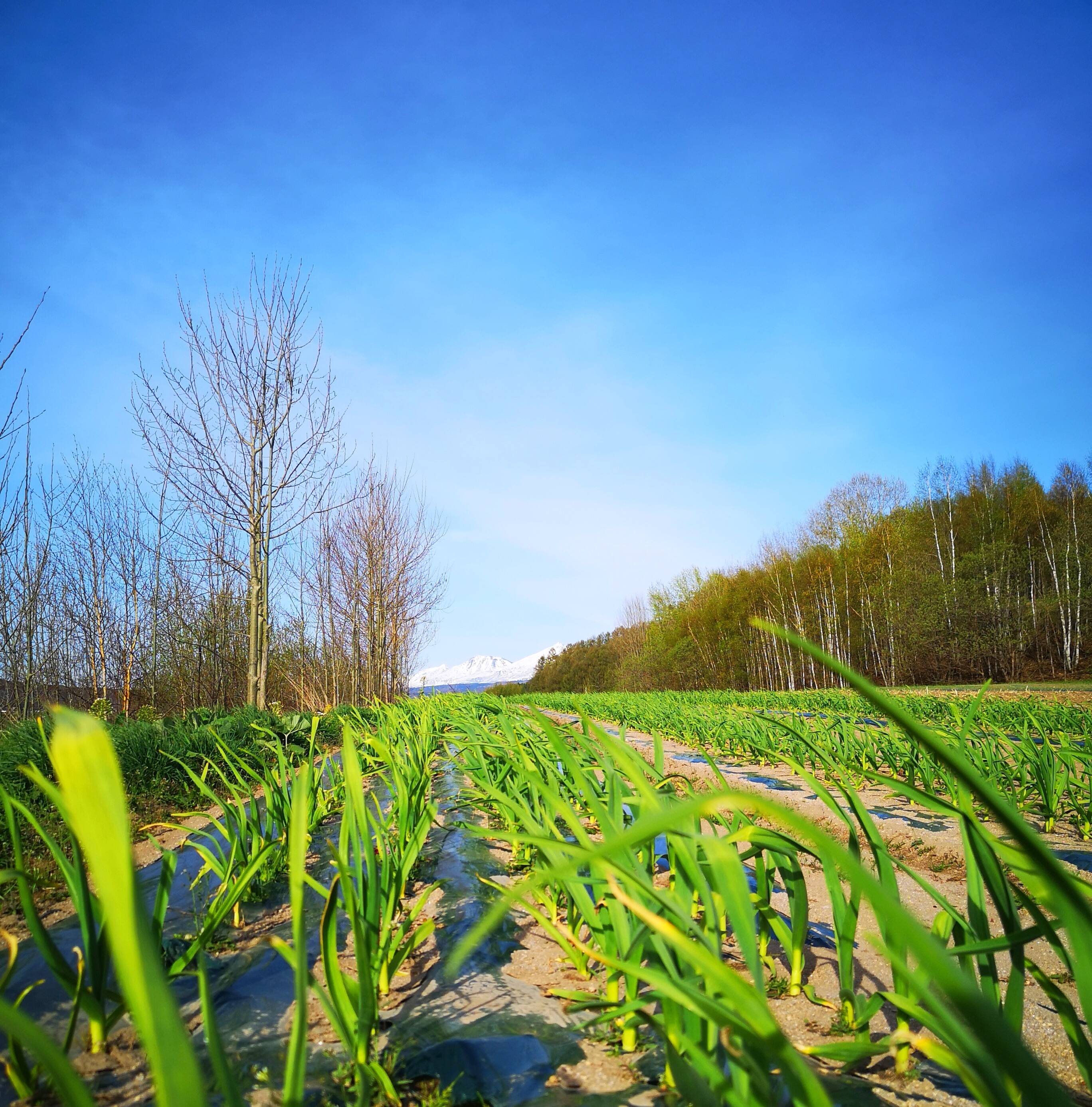 Nishio Farmさんの投稿