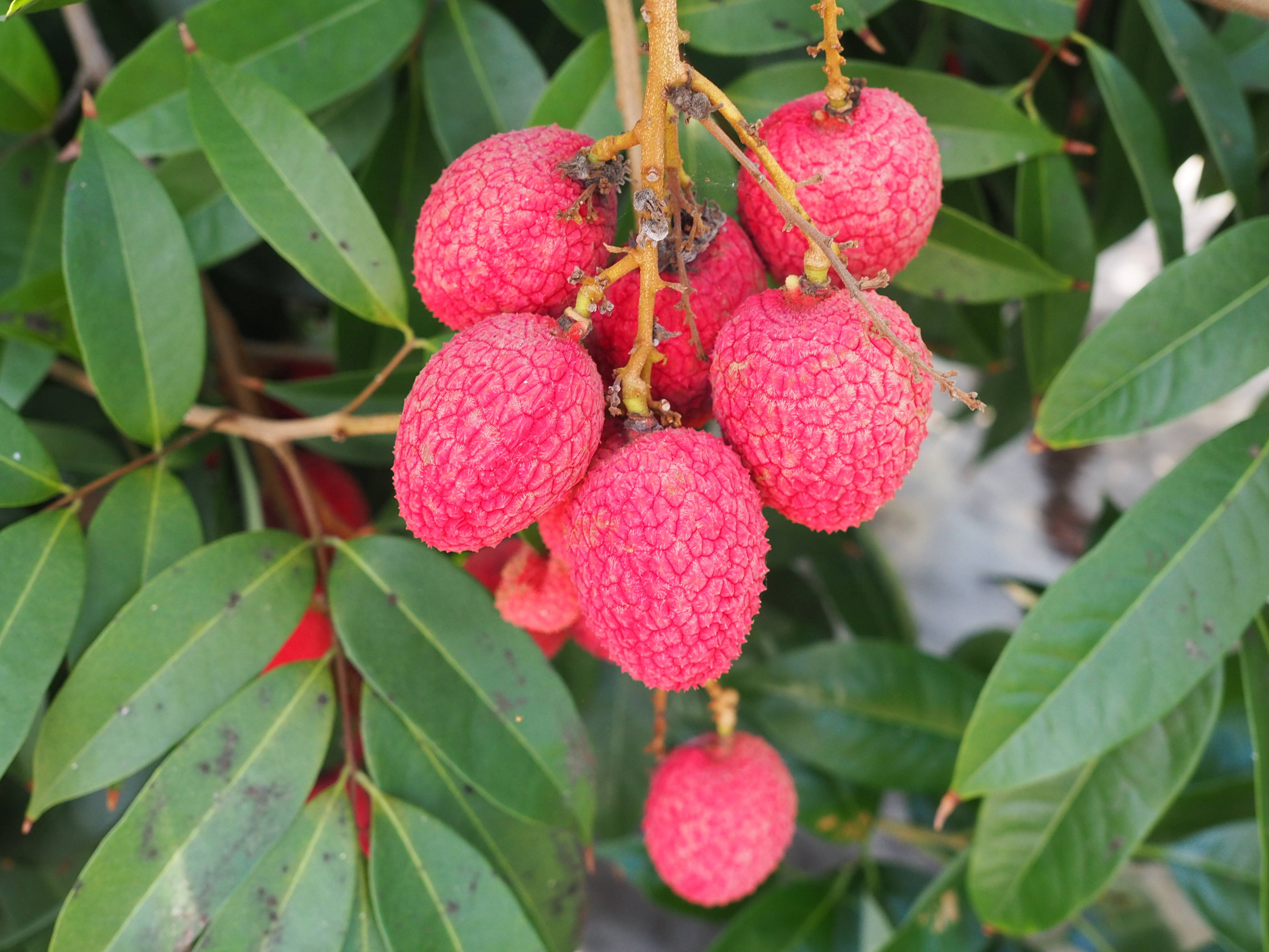 La.Aichi Farmへのレビュー・商品：愛知県｜食べチョク｜産地直送(産直)お取り寄せ通販 - 農家・漁師から旬の食材を直送