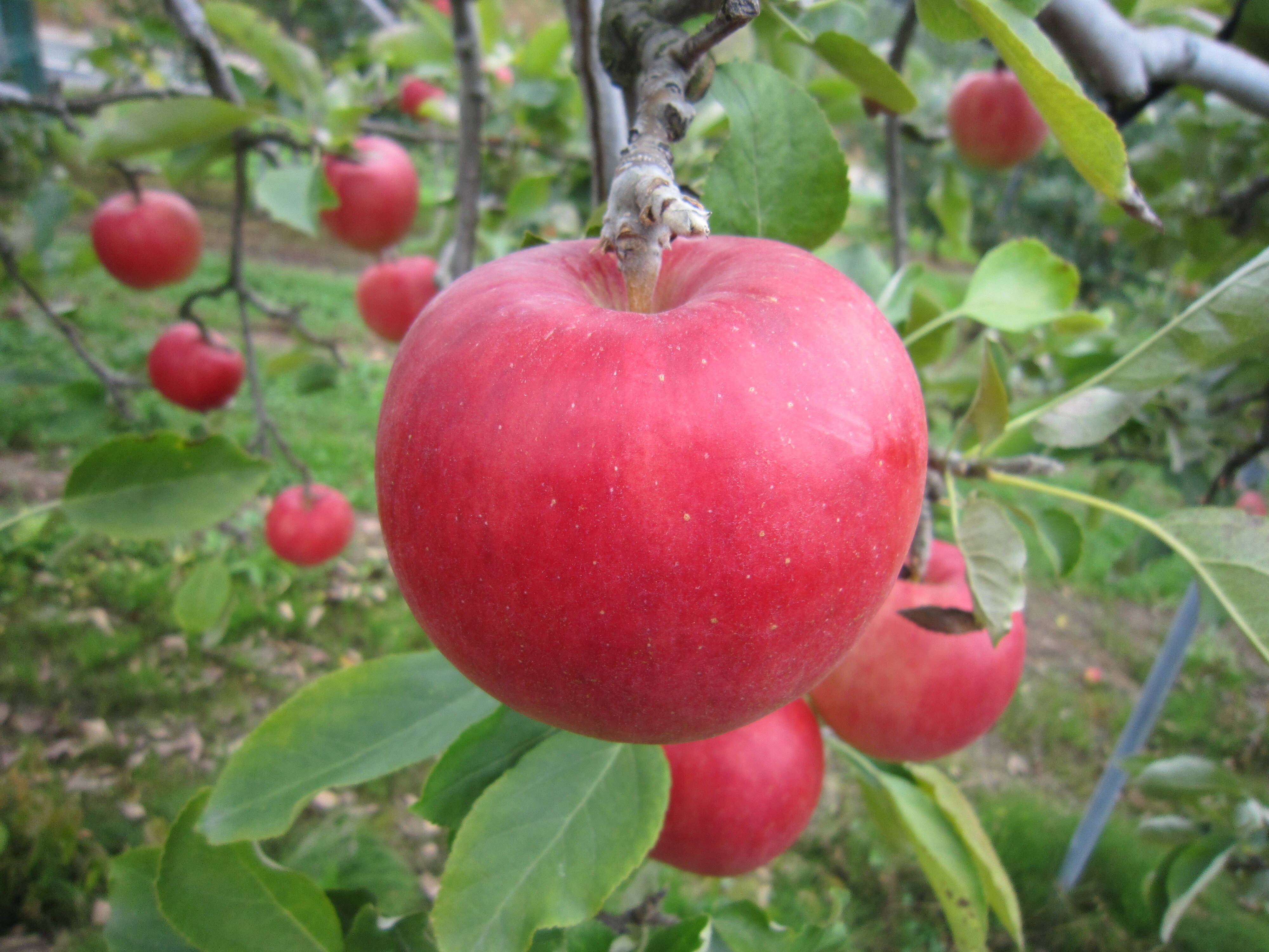 【予約販売】秋はさっぱり さんさ 約3kg(10～12個)：岩手県産のさんさ｜食べチョク｜産地直送(産直)お取り寄せ通販 - 農家・漁師から旬の食材を直送