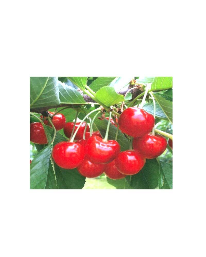 【予約販売】さくらんぼ『 紅秀峰』500g『2L玉』バラ詰 甘くて美味しい山形県産 化粧箱入り：山形県産の紅秀峰｜食べチョク｜産地直送(産直)お取り寄せ通販 - 農家・漁師から旬の食材を直送