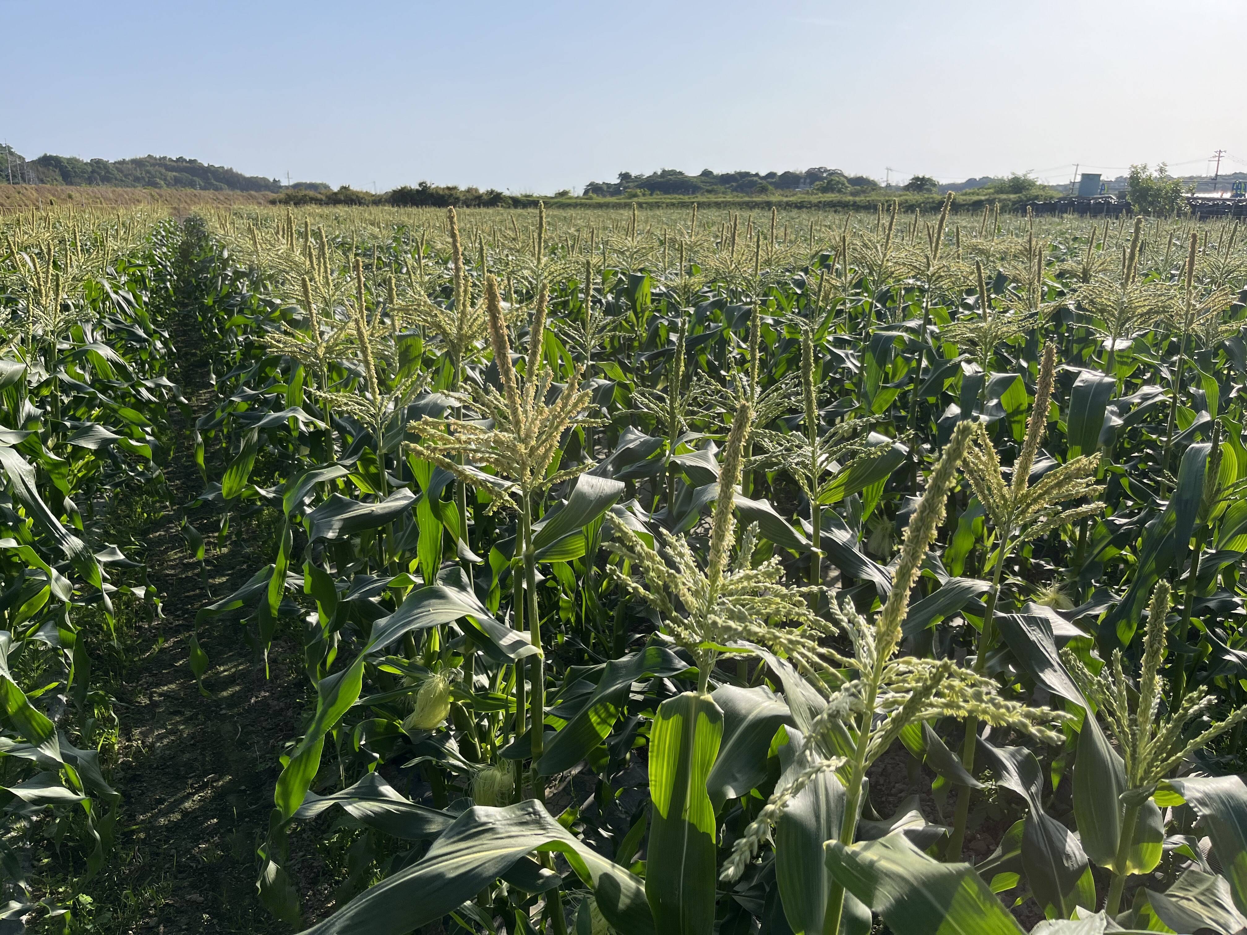 日諸農園 himoro farmへのレビュー・商品：和歌山県｜食べチョク｜産地直送(産直)お取り寄せ通販 - 農家・漁師から旬の食材を直送