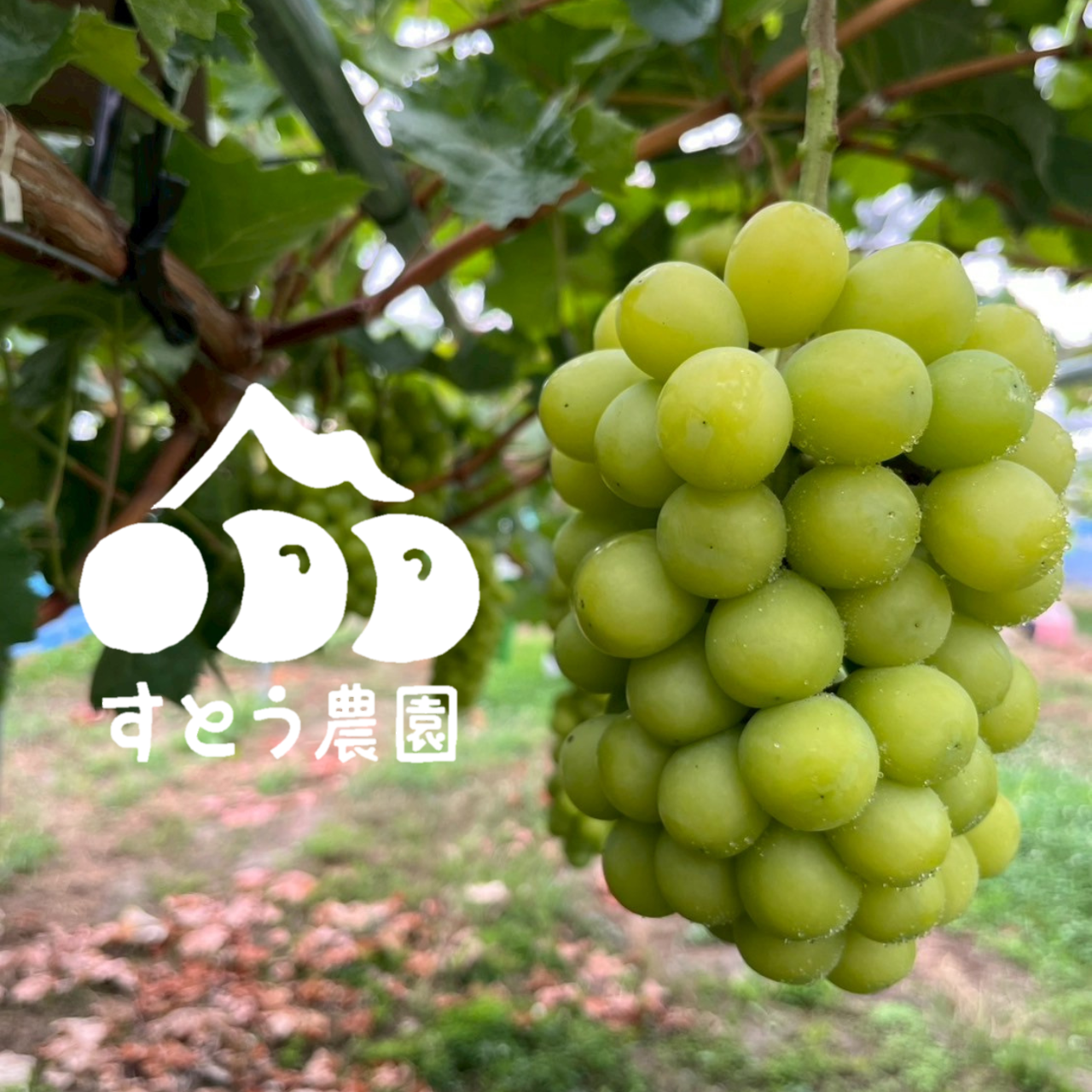 【個性ありお得】大きく、とにかく大きく育てたシャインマスカット（1.6~2kg2房～3房)：山形県産のシャインマスカット｜食べチョク｜産地直送(産直)お取り寄せ通販 - 農家・漁師から旬の食材を直送