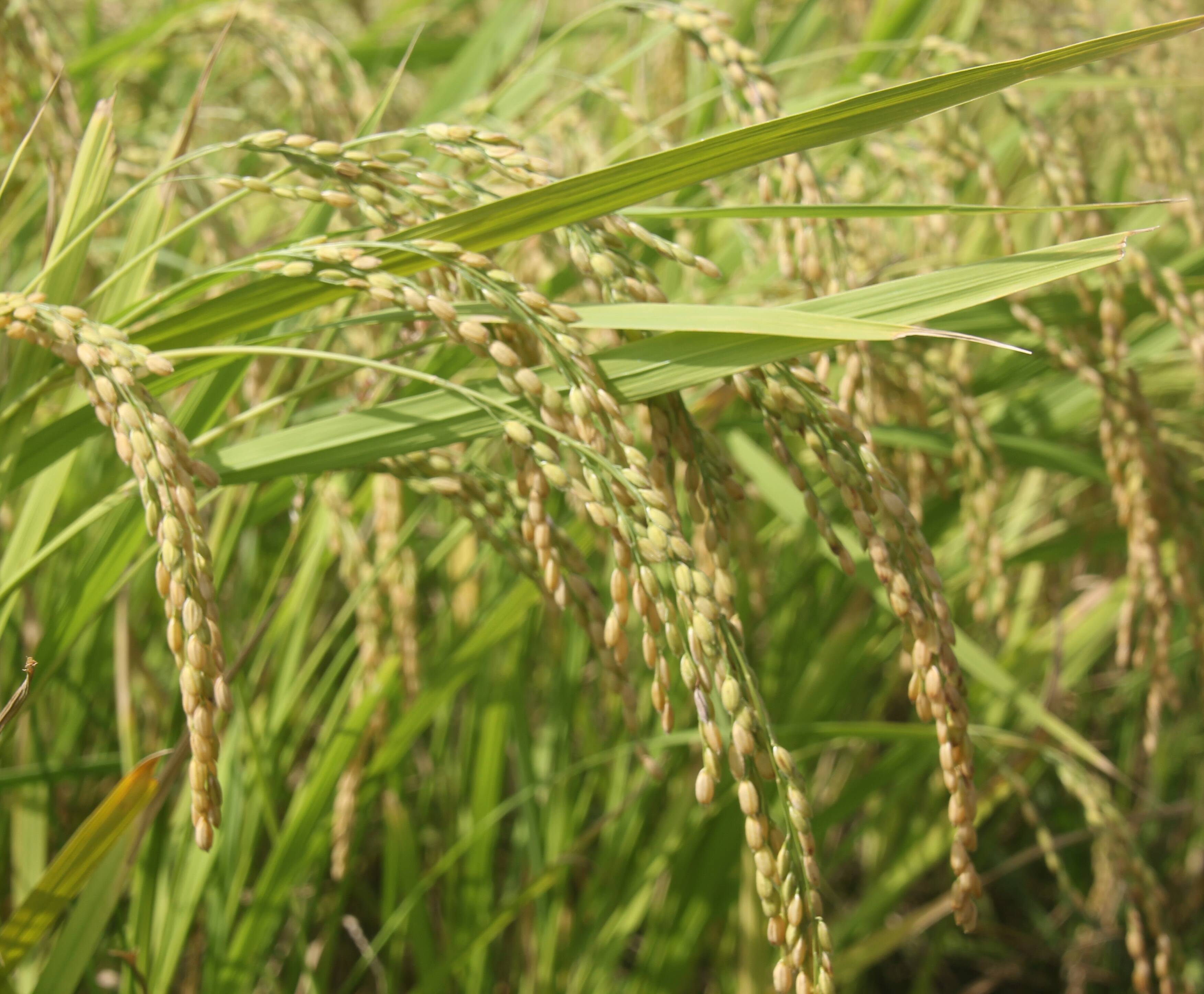 収穫始まりました！｜食べチョク｜産地直送(産直)お取り寄せ通販 - 農家・漁師から旬の食材を直送
