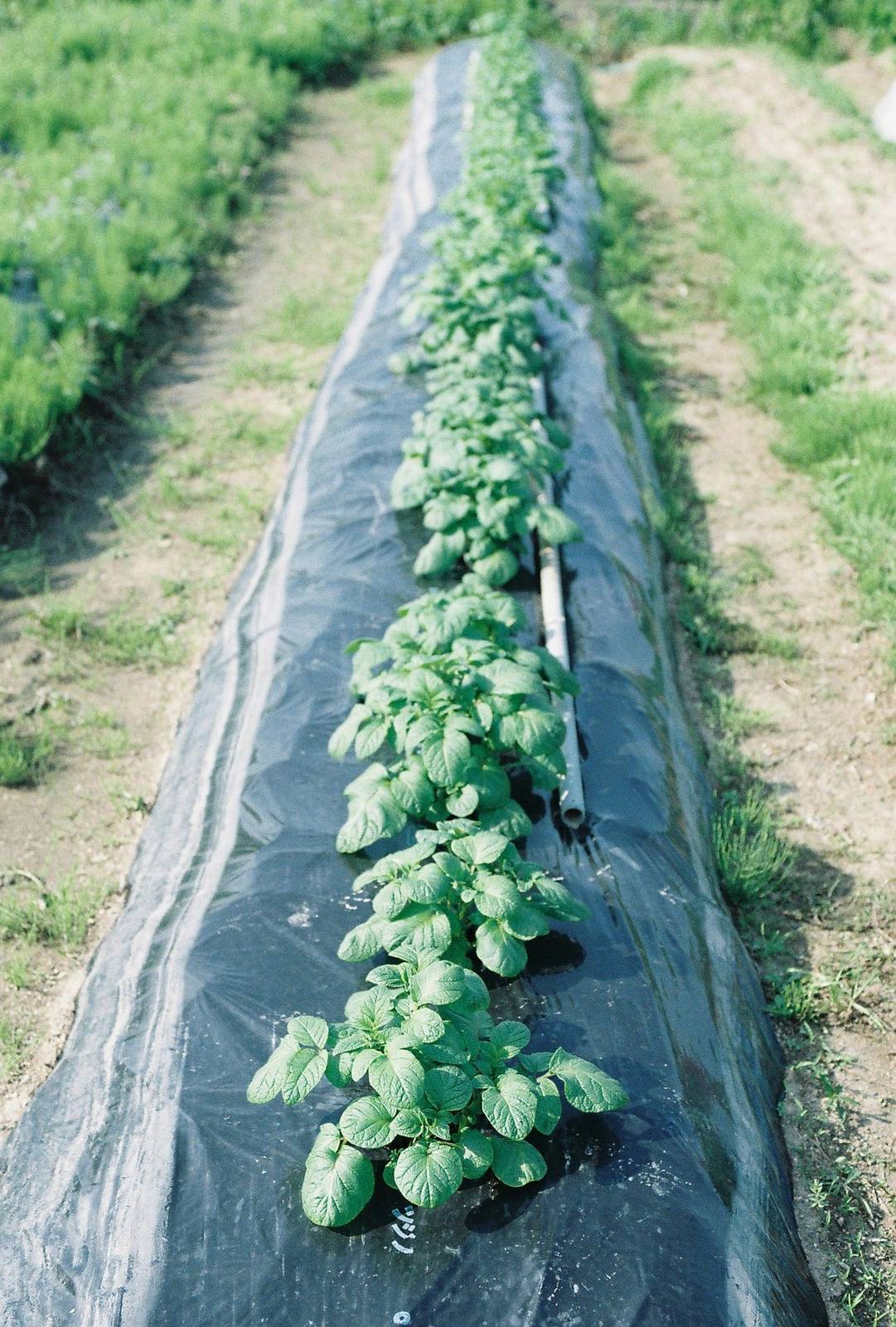 convivial farm tokiへのレビュー・商品：大阪府｜食べチョク｜産地直送(産直)お取り寄せ通販 - 農家・漁師から旬の食材を直送