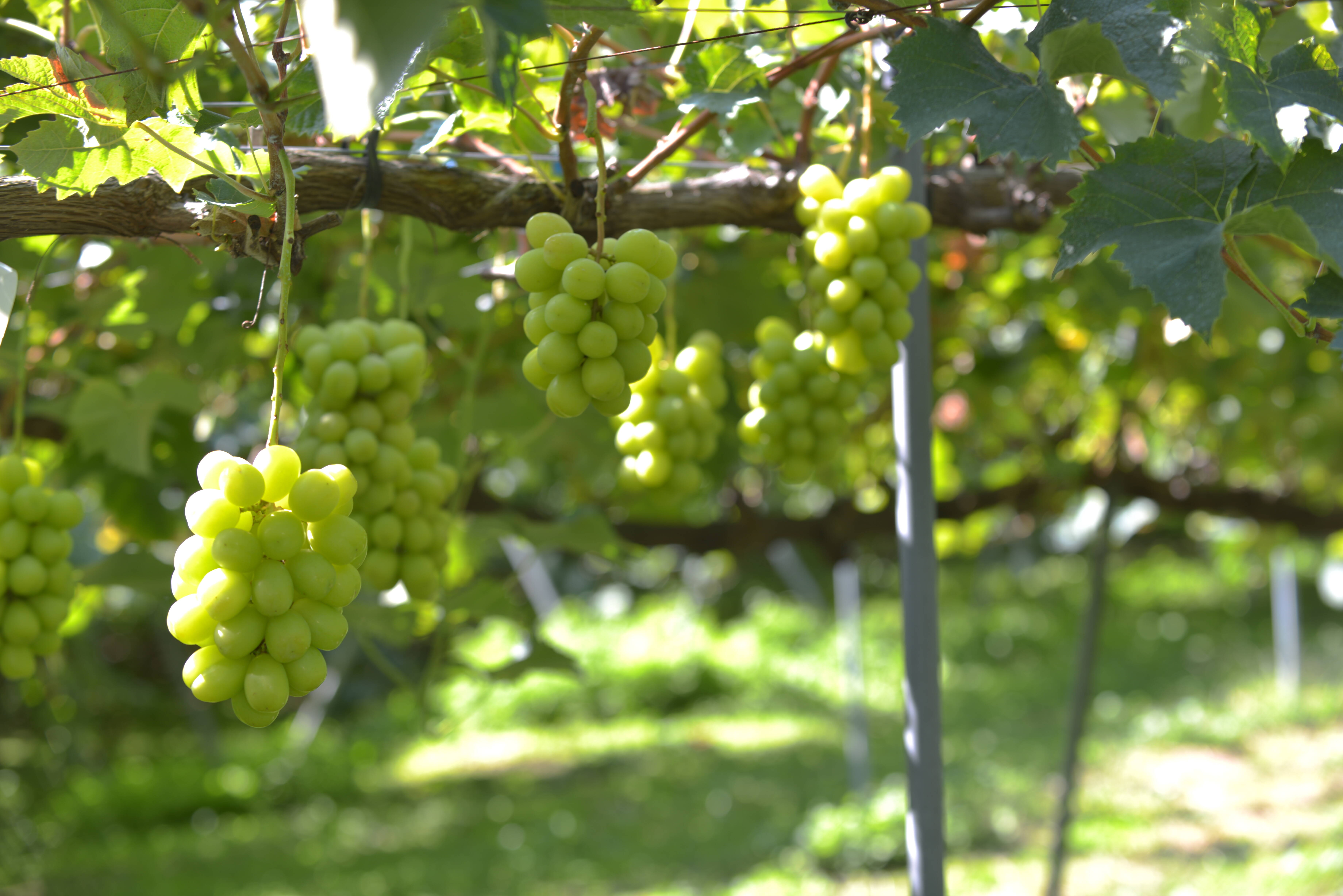 CRAZY GRAPEへのレビュー・商品：長野県｜食べチョク｜産地直送(産直)お取り寄せ通販 - 農家・漁師から旬の食材を直送