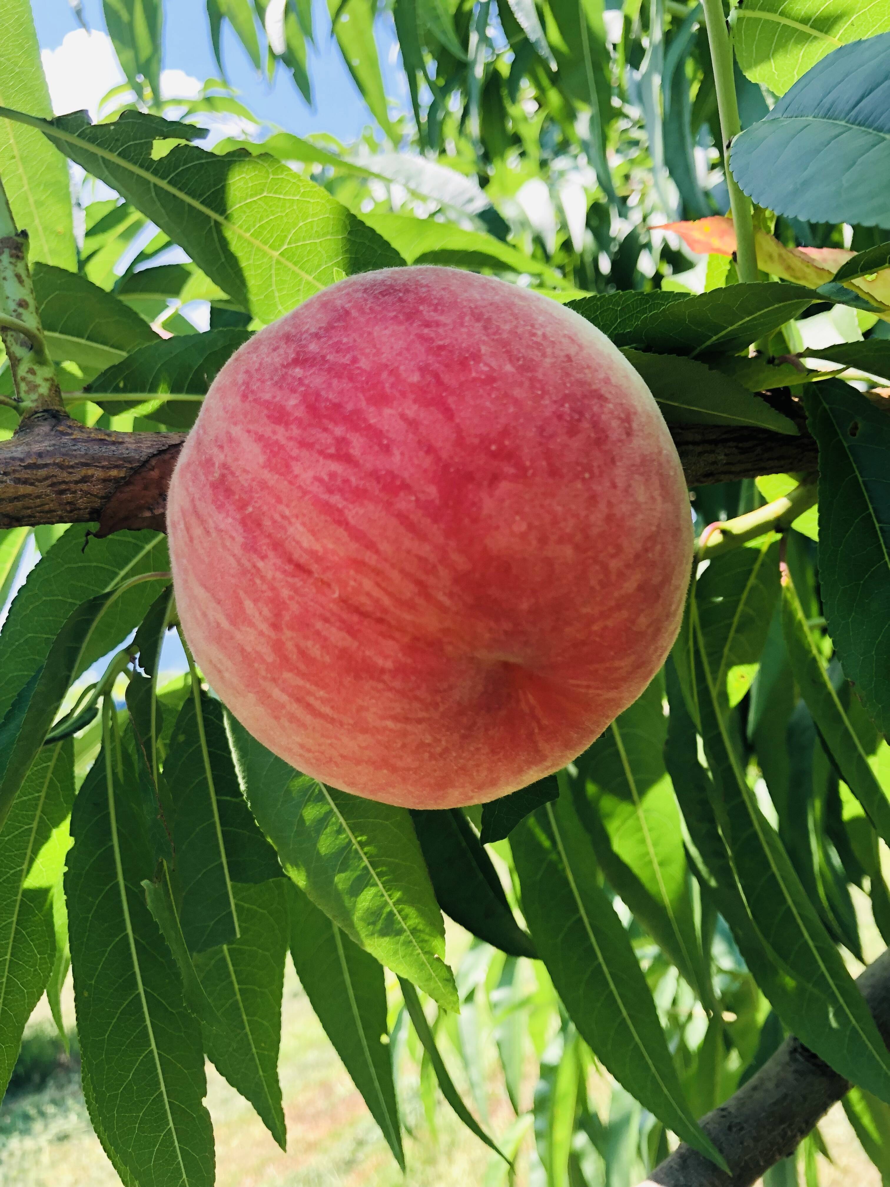 【先行予約★人気の一品！】旬の採れたて桃★冷蔵 2kg (4〜8玉)★朝どれ当日発送 2025年7月上旬より順次発送！山梨県笛吹市産：山梨県産の白桃｜食べチョク｜産地直送(産直)お取り寄せ通販 ...