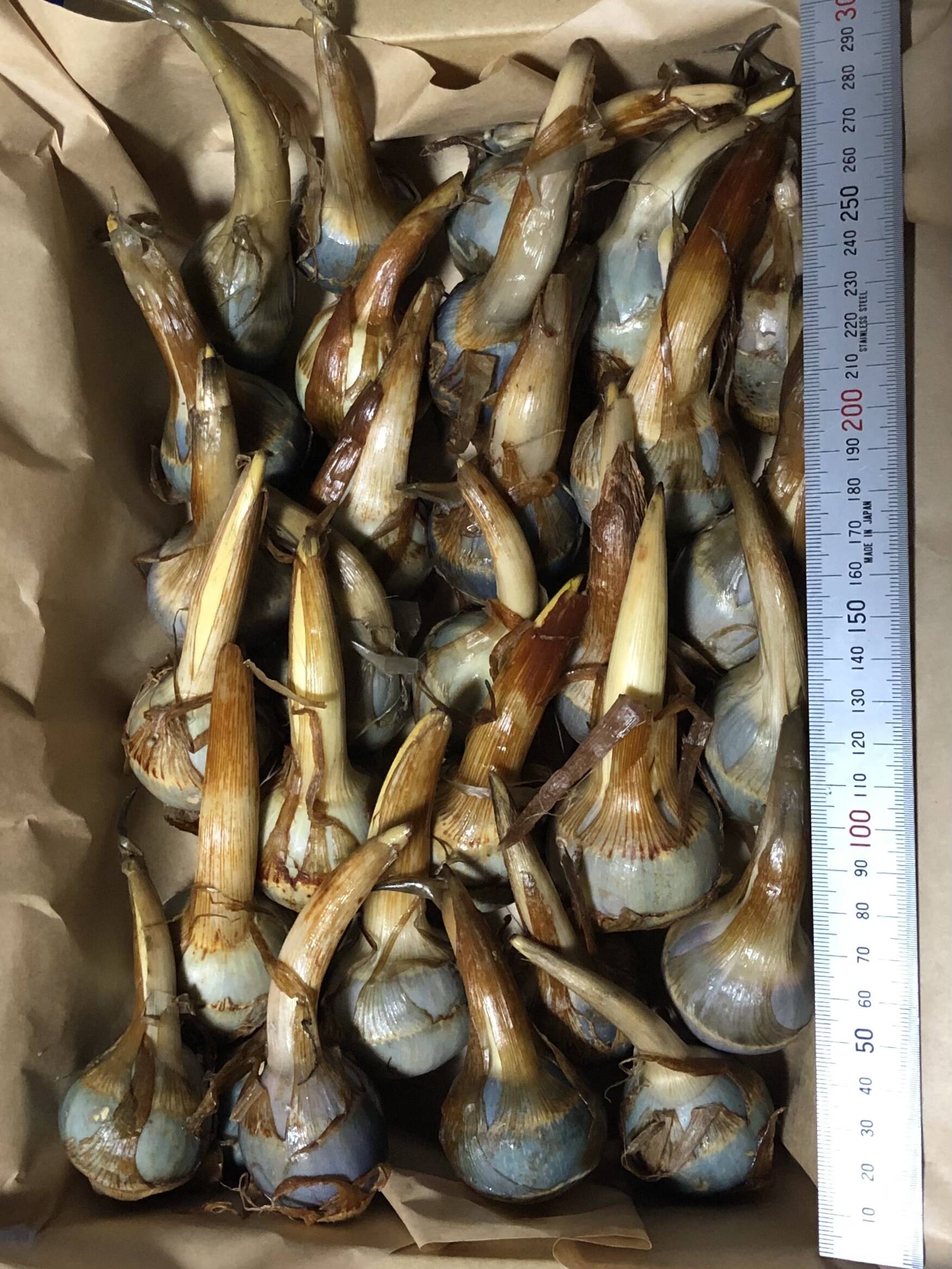 【能登野菜】神子原くわい(2L)1kg：石川県産の野菜｜食べチョク｜産地直送(産直)お取り寄せ通販 - 農家・漁師から旬の食材を直送