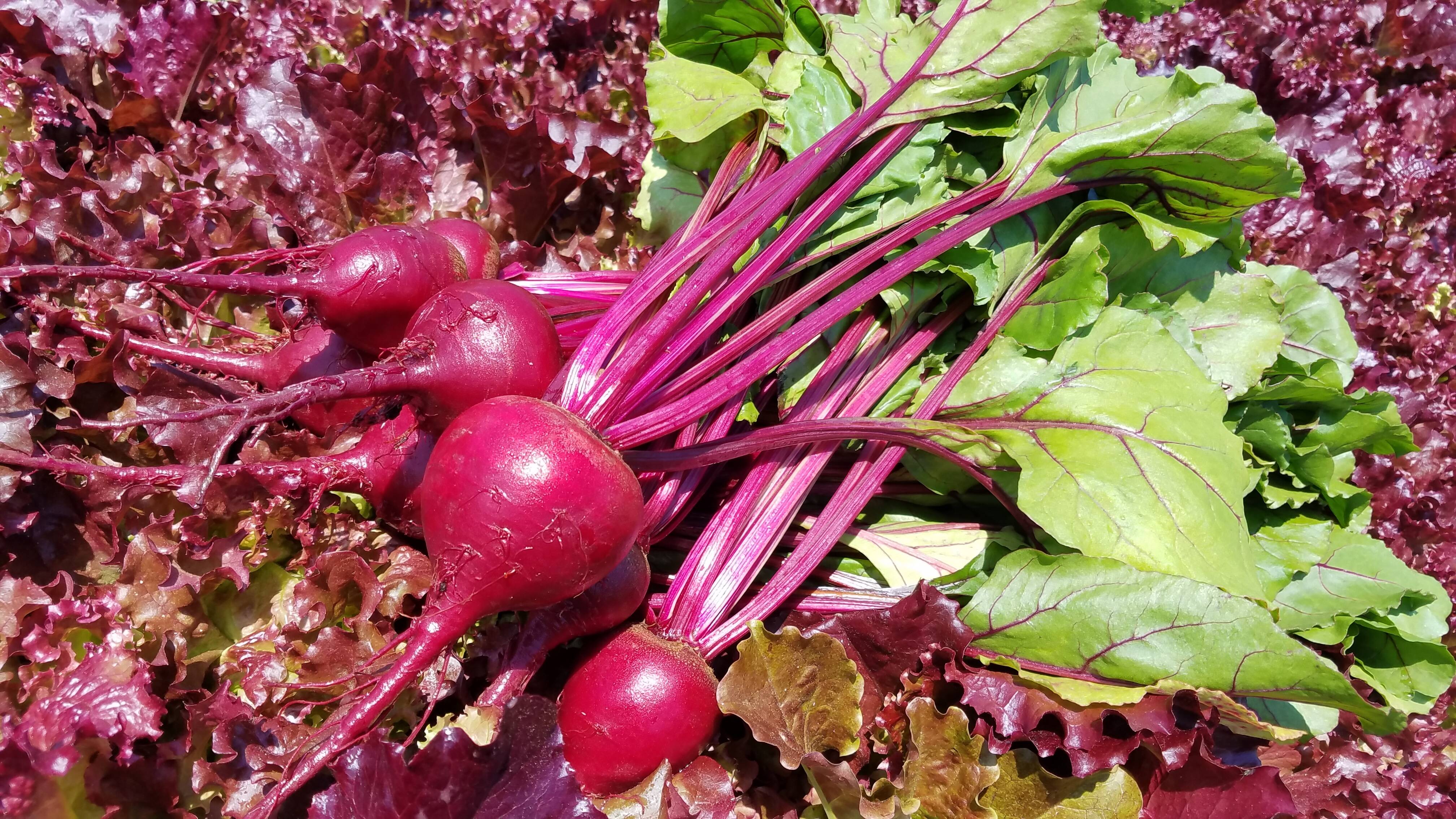 甘くておいしい🩷オーガニックビーツ 3kg Organic Beet root 【有機JAS認証取得】：島根県産のデトロイト・ダークレッド ...