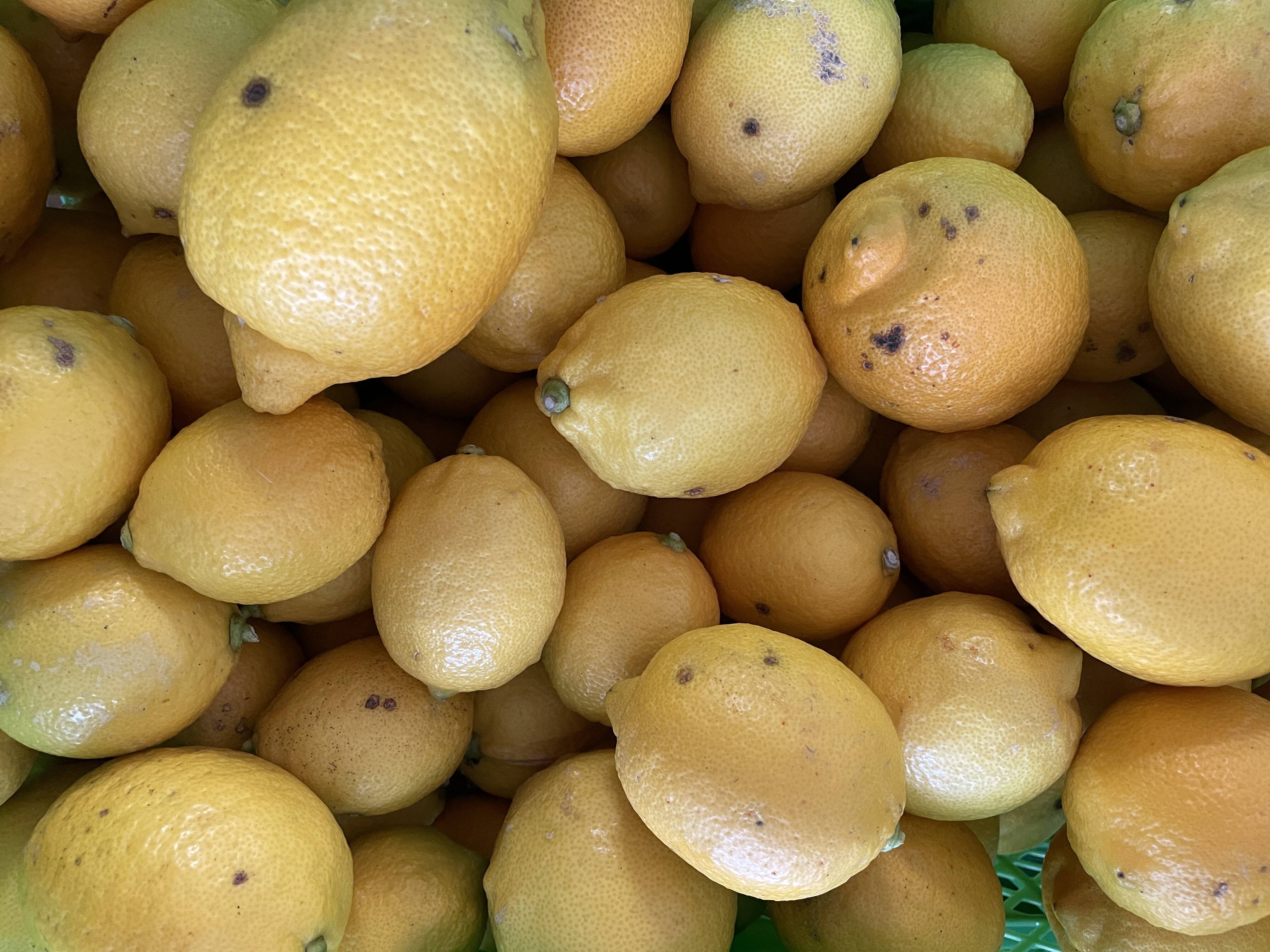 〔無等級良品〕訳アリ特価！！完熟・果汁たっぷり！『ATAMI de LEMON®』5Kg -爽やか芳醇- 品種お任せ：静岡県産のみかん・柑橘類 ...