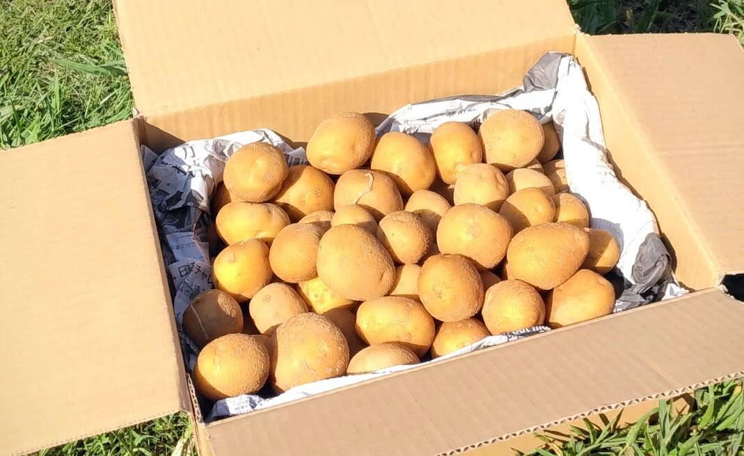 味が濃くホックホク！ミニきたあかり(2.4kg)ジャガイモ【農薬不使用】S〜2Sサイズ：茨城県産のキタアカリ｜食べチョク｜産地直送(産直)お取り寄せ通販 - 農家・漁師から旬の食材を直送