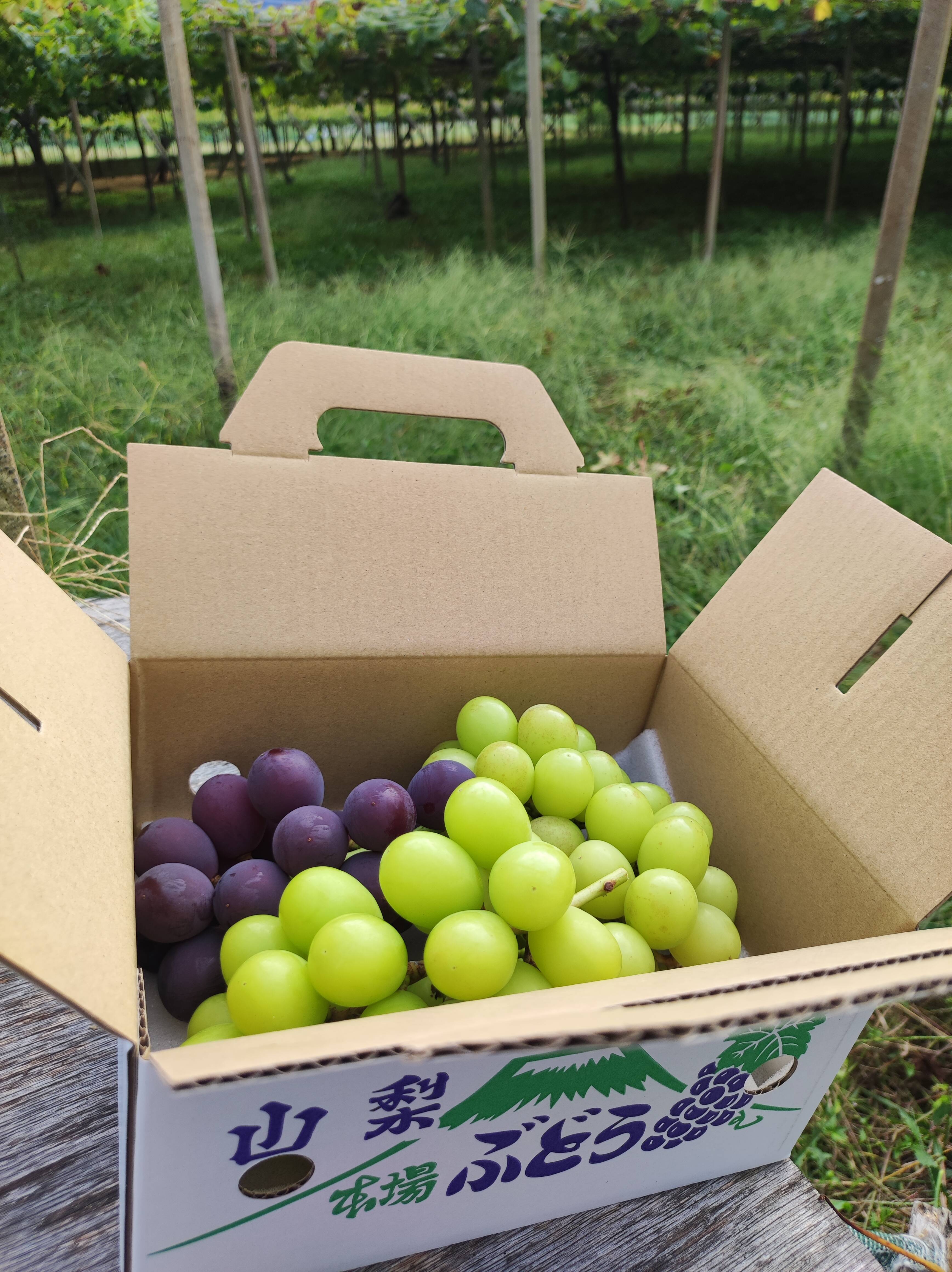 【おつとめ品】2種類のぶどう約1.2kg(3-4房)：山梨県産のシャインマスカット｜食べチョク｜産地直送(産直)お取り寄せ通販 - 農家・漁師から旬の食材を直送