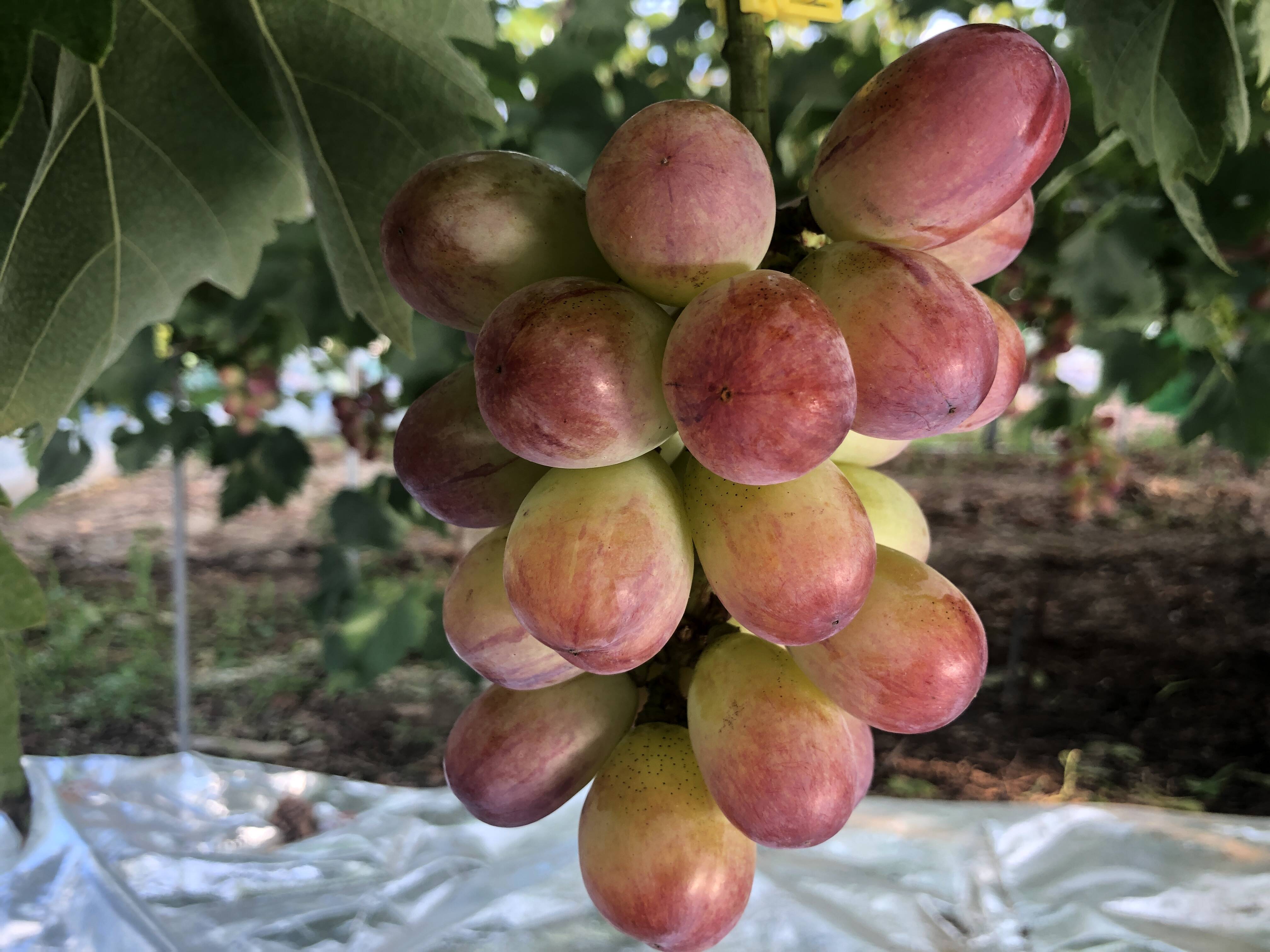 数量限定！バイオレットキング 種なし 粒パック500gx2 1kg 『クール便』：福島県産のバイオレットキング｜食べチョク｜産地直送(産直)お取り寄せ通販 - 農家・漁師から旬の食材を直送