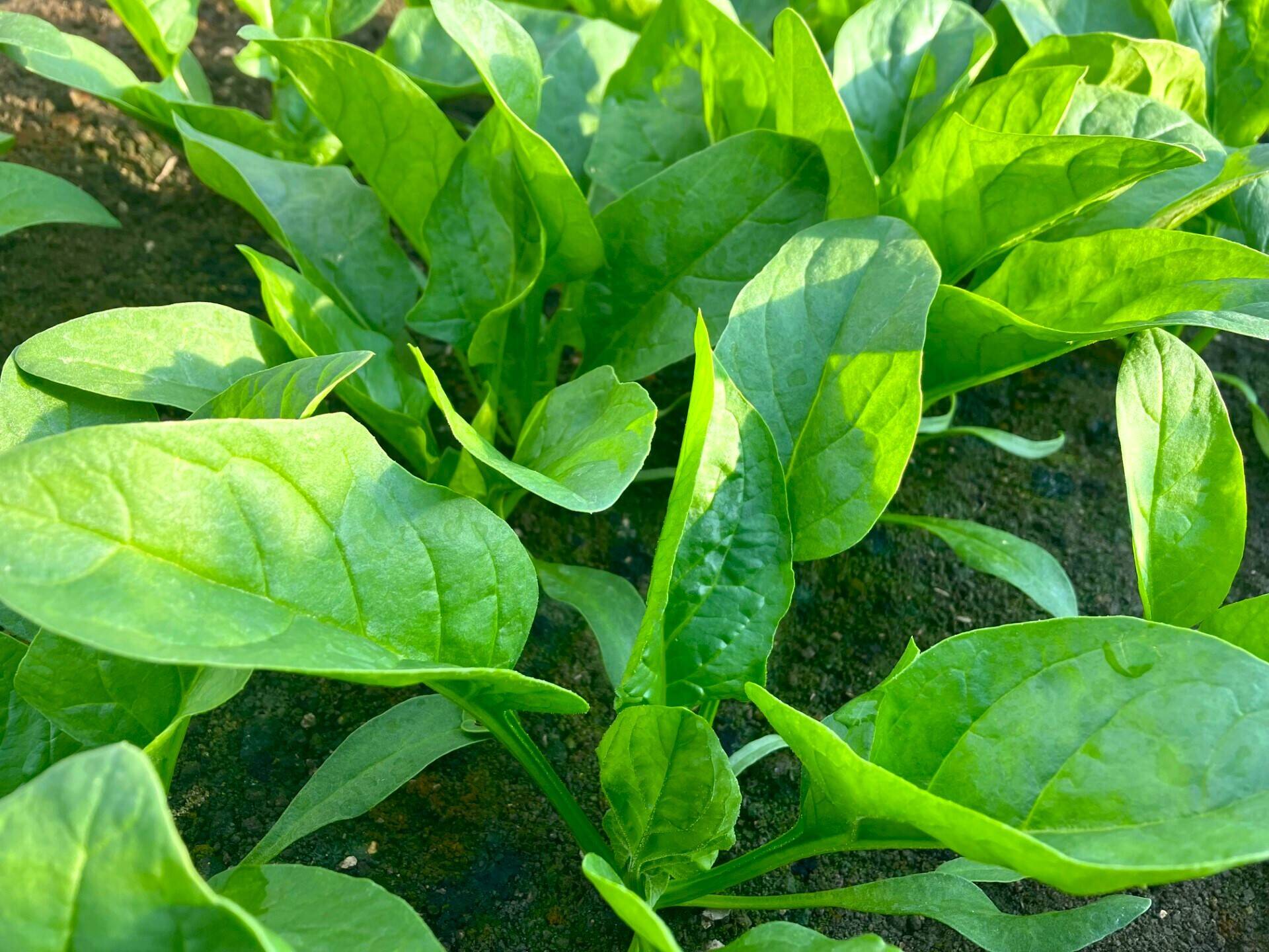 【有機JAS認証】ほうれん草 900g(150g×6パック)：佐賀県産のその他ほうれん草｜食べチョク｜産地直送(産直)お取り寄せ通販 - 農家・漁師から旬の食材を直送