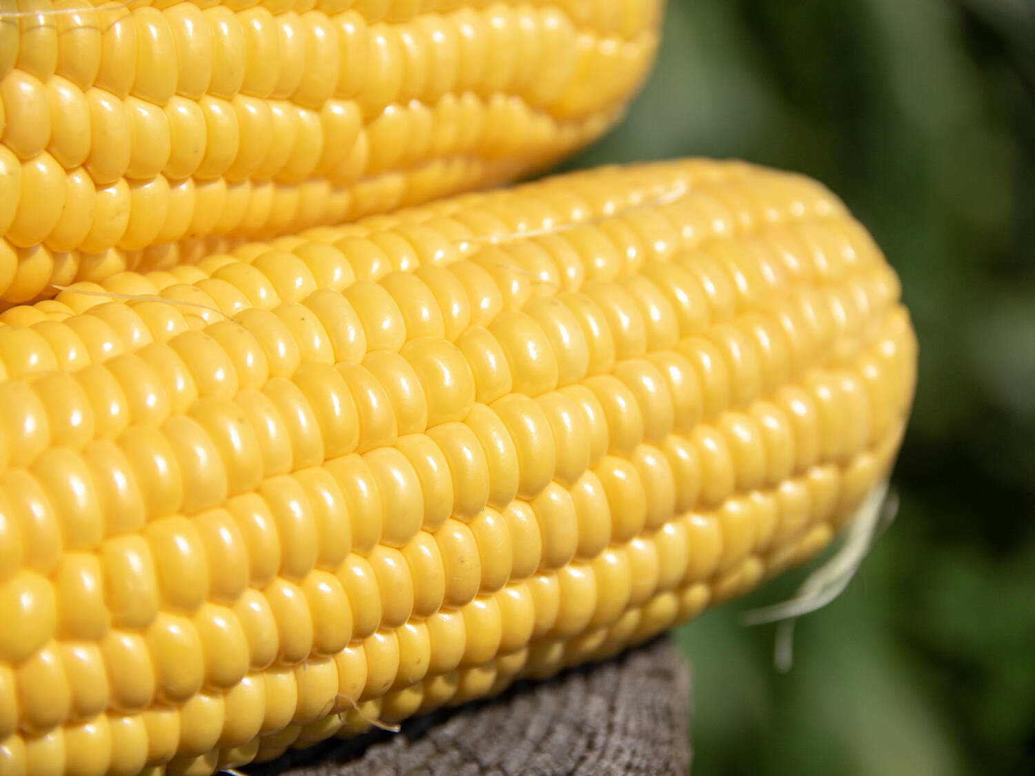 【7～8月出荷】訳ありB品！信州伊那谷のとうもろこし【3kg/8〜10本入り】【農薬・化学肥料不使用】：長野県産のその他とうもろこし｜食べチョク｜産地直送(産直)お取り寄せ通販 - 農家・漁師 ...
