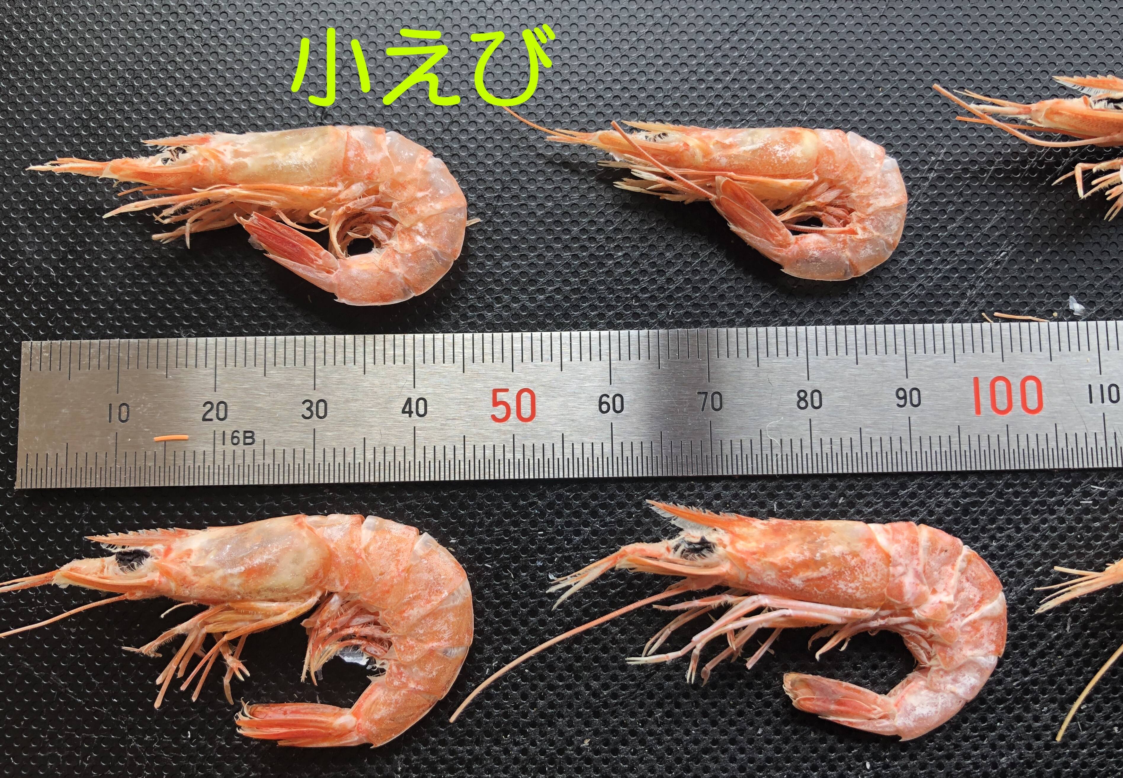 カリっと香ばしい 干し小えび：広島県産のドライフード｜食べチョク｜産地直送(産直)お取り寄せ通販 - 農家・漁師から旬の食材を直送