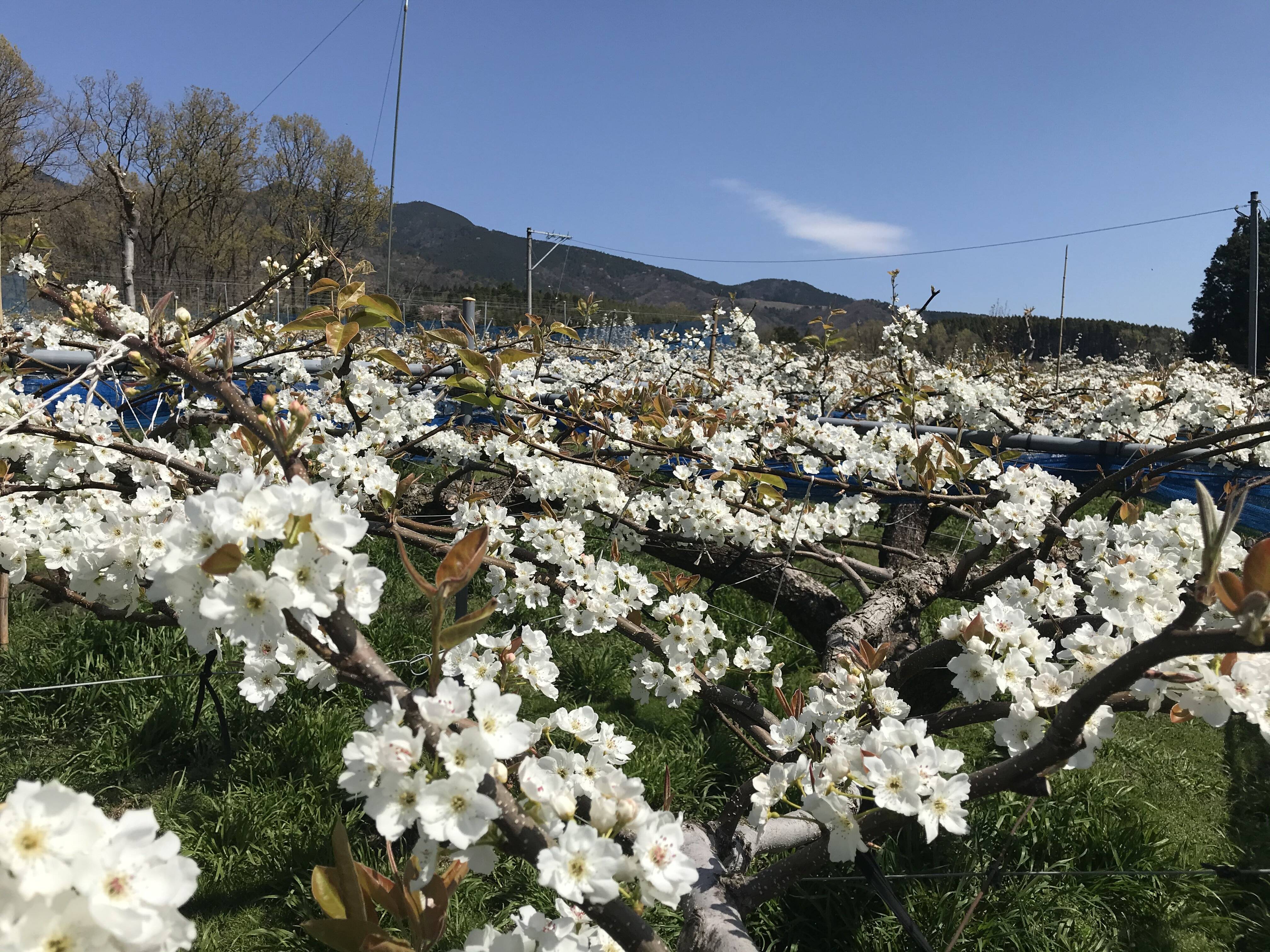 糖度13度以上！完熟の『豊水梨』約3kg（6-8個）：大分県産の豊水｜食べチョク｜産地直送(産直)お取り寄せ通販 - 農家・漁師から旬の食材を直送