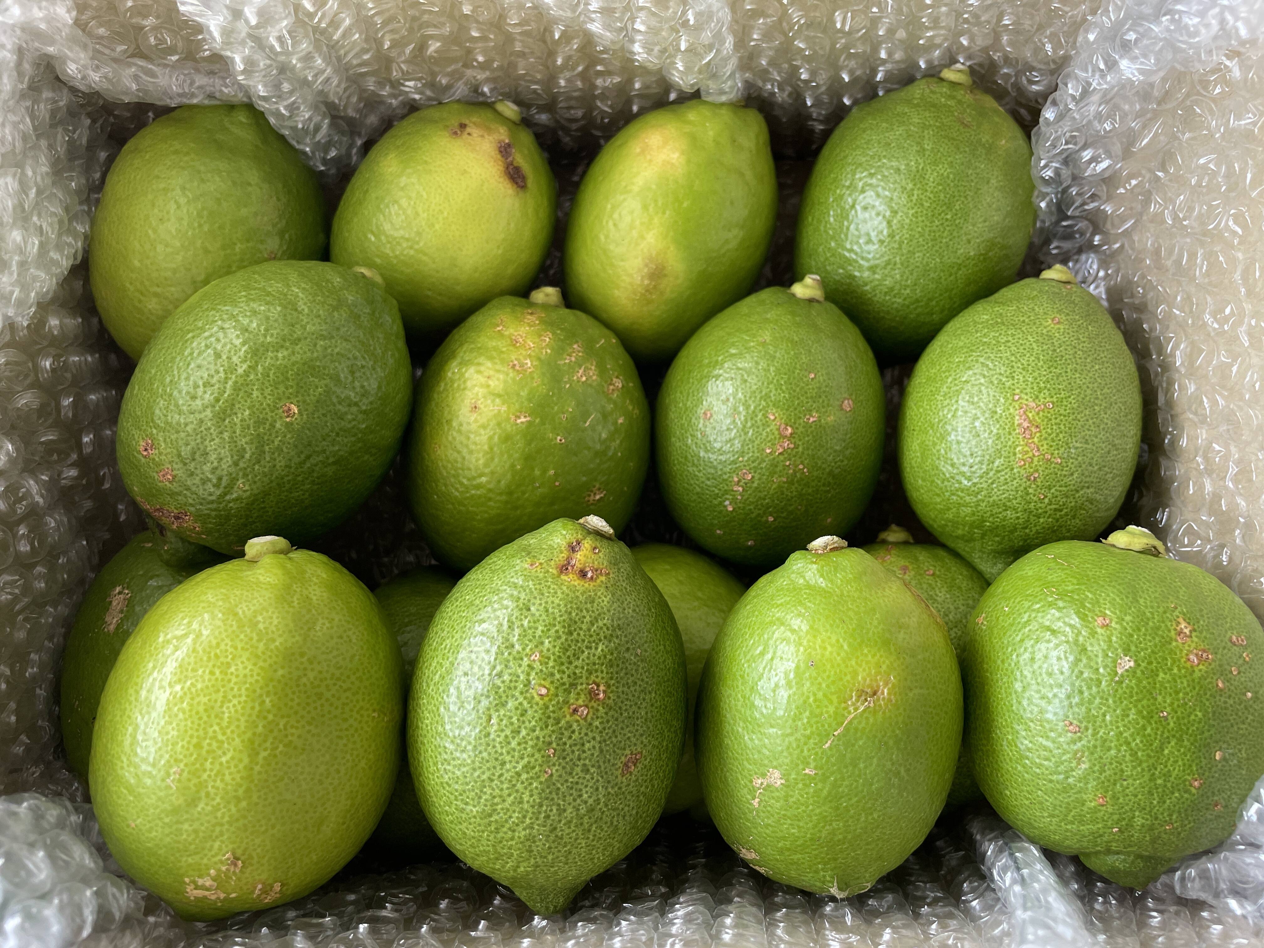 〔無等級良品〕 グリーン『ATAMI de LEMON®』3Kg -爽やか芳醇- 品種お任せ：静岡県産のみかん・柑橘類｜食べチョク｜産地直送 ...