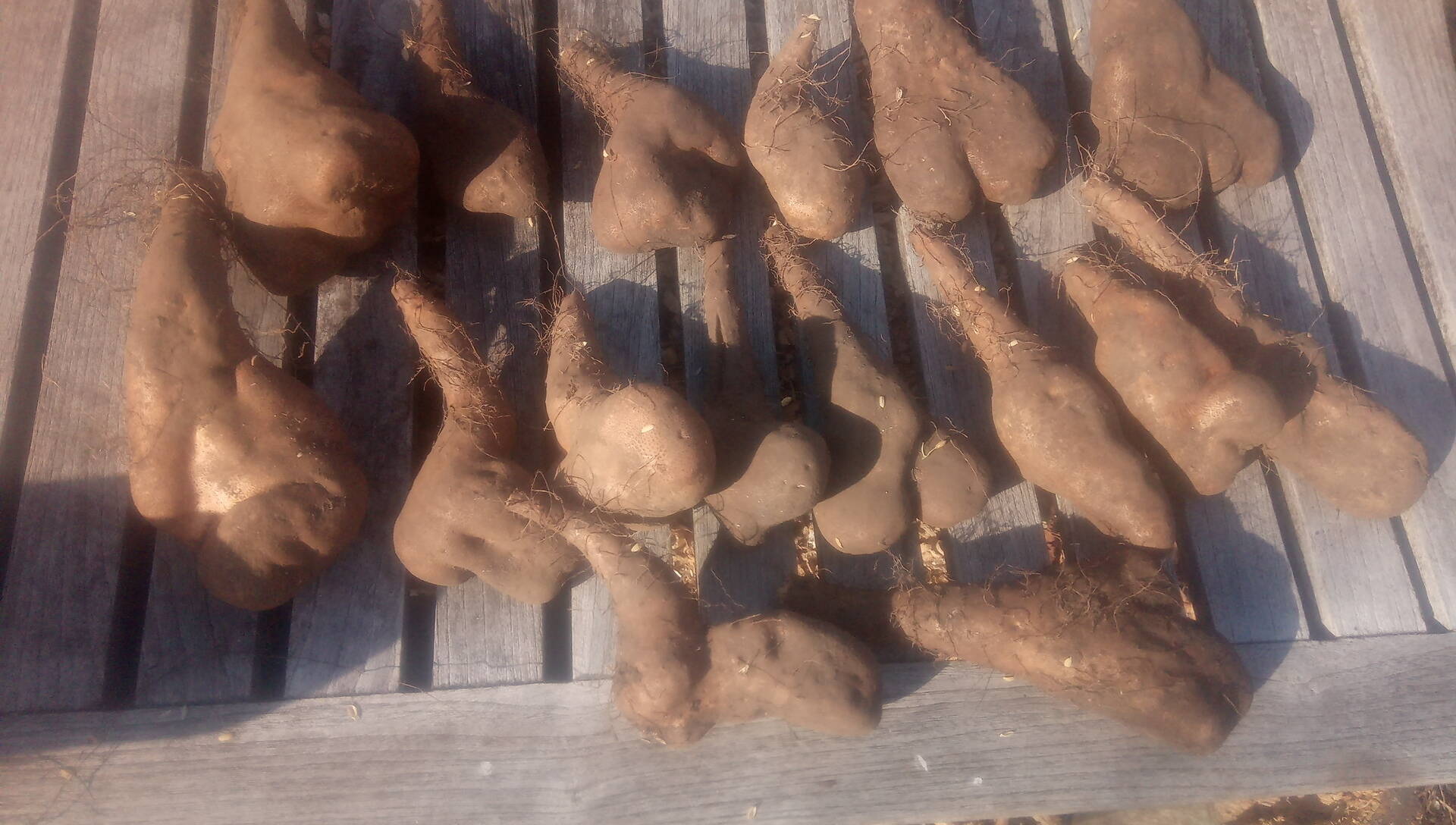 【訳有 】中〜大人数で、粘り強～いゲンコツ芋！ 大きさ色々 内容量4kg 80サイズ ※商品説明をご一読の上、「常温便」、「クール便」をご指定下さいませ。：群馬県産の長芋｜食べチョク｜産地直送 ...